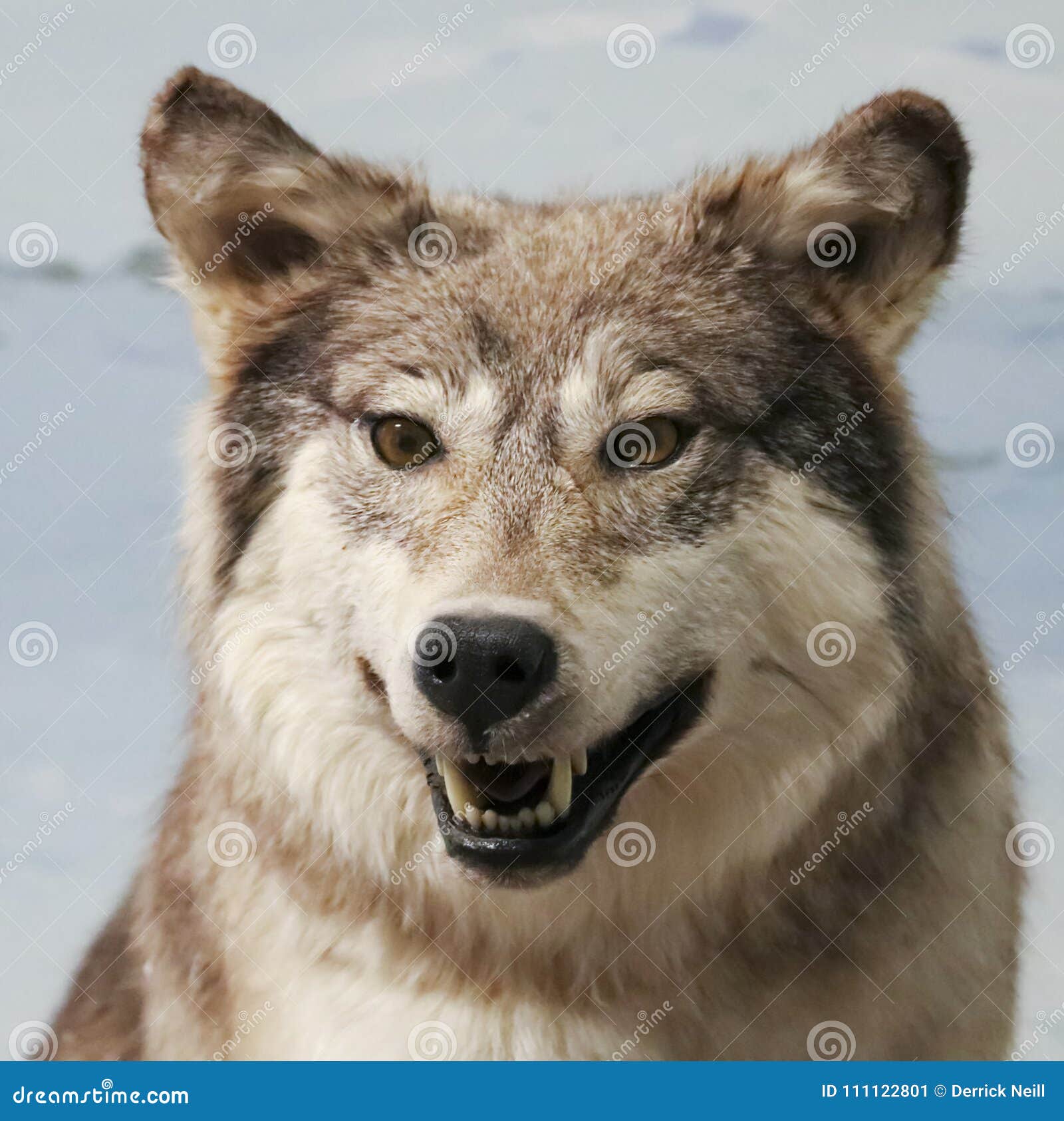 A Portrait of an Angry Arctic Wolf Stock Image - Image of snow, lupus ...