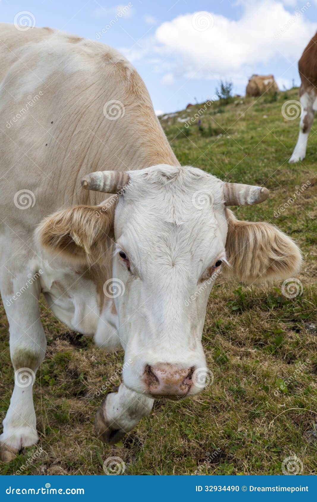 Portrait of a angry cow stock photo. Image of meadow - 32934490