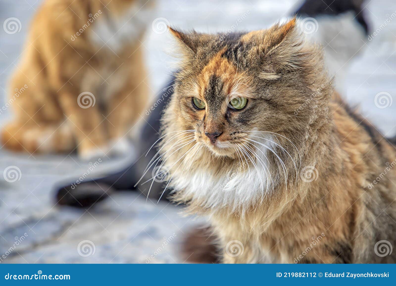 Portrait of an Angry Fluffy Cat. Stock Photo - Image of garden, hair ...