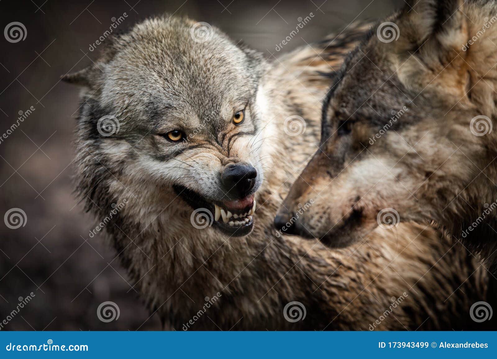 Portrait of Angry Grey Wolf in the Forest Stock Image - Image of ...