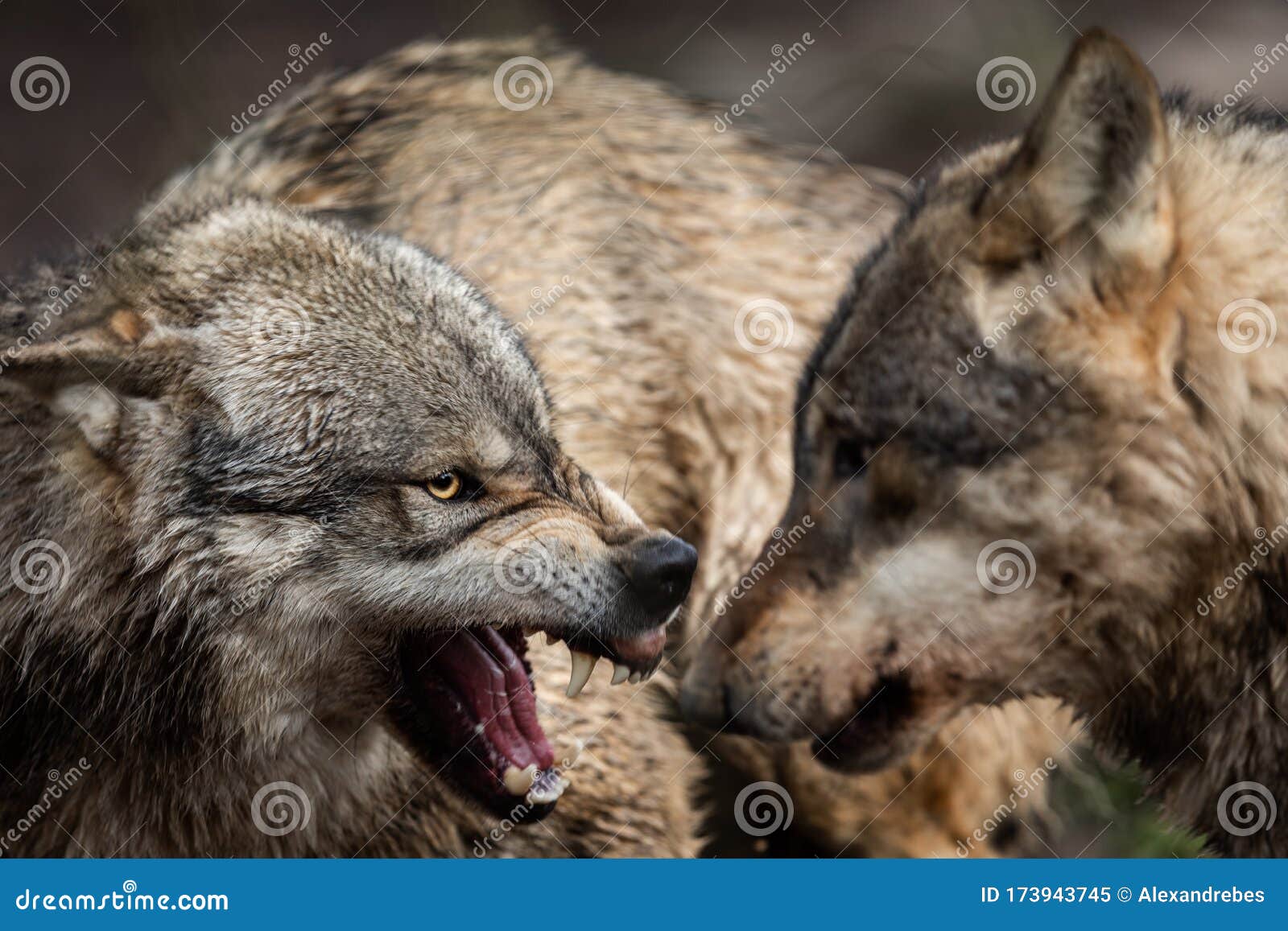 Wolves Fighting For Alpha
