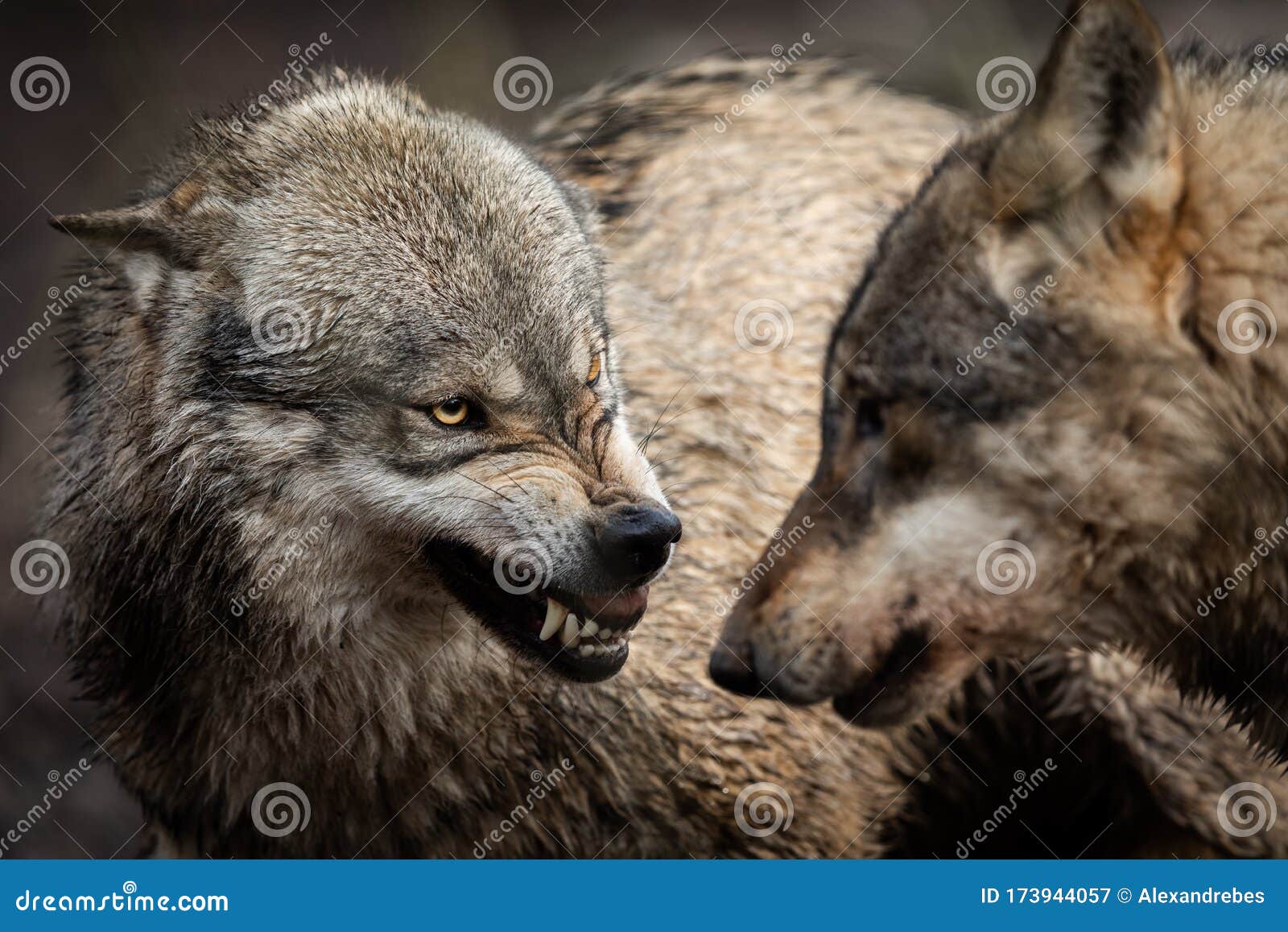 Angry Grey Wolf. European Wolf Canis Lupus With Bared Jaws And Yellow ...