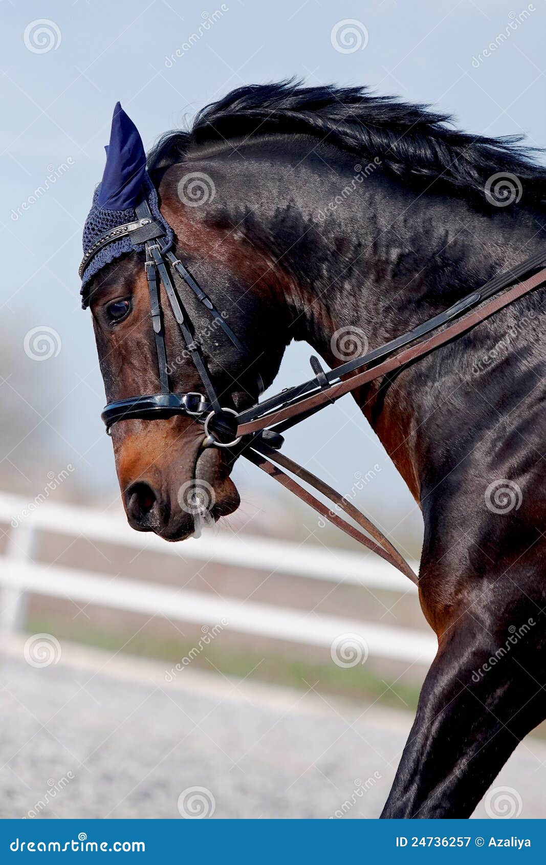 Portrait of an angry horse stock image. Image of animals - 24736257