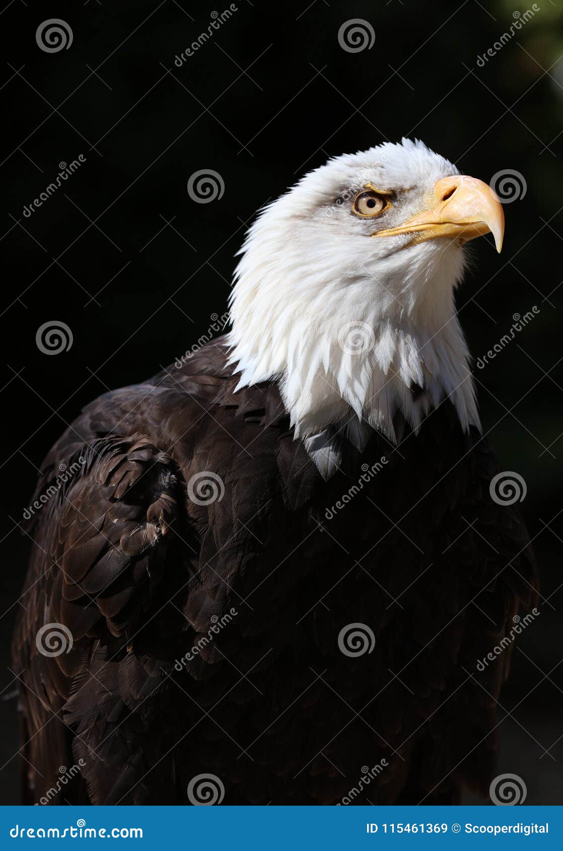 Portrait of an Angry Looking Bald Eagle Stock Image - Image of america ...
