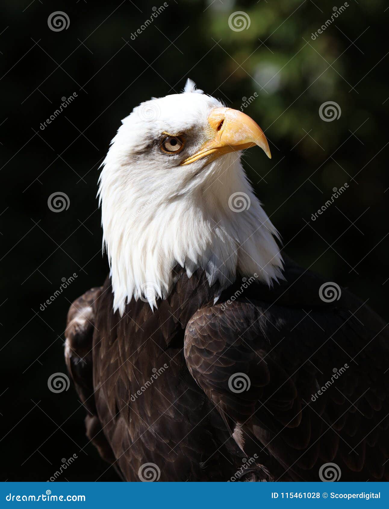Portrait of an Angry Looking Bald Eagle Stock Photo - Image of ...