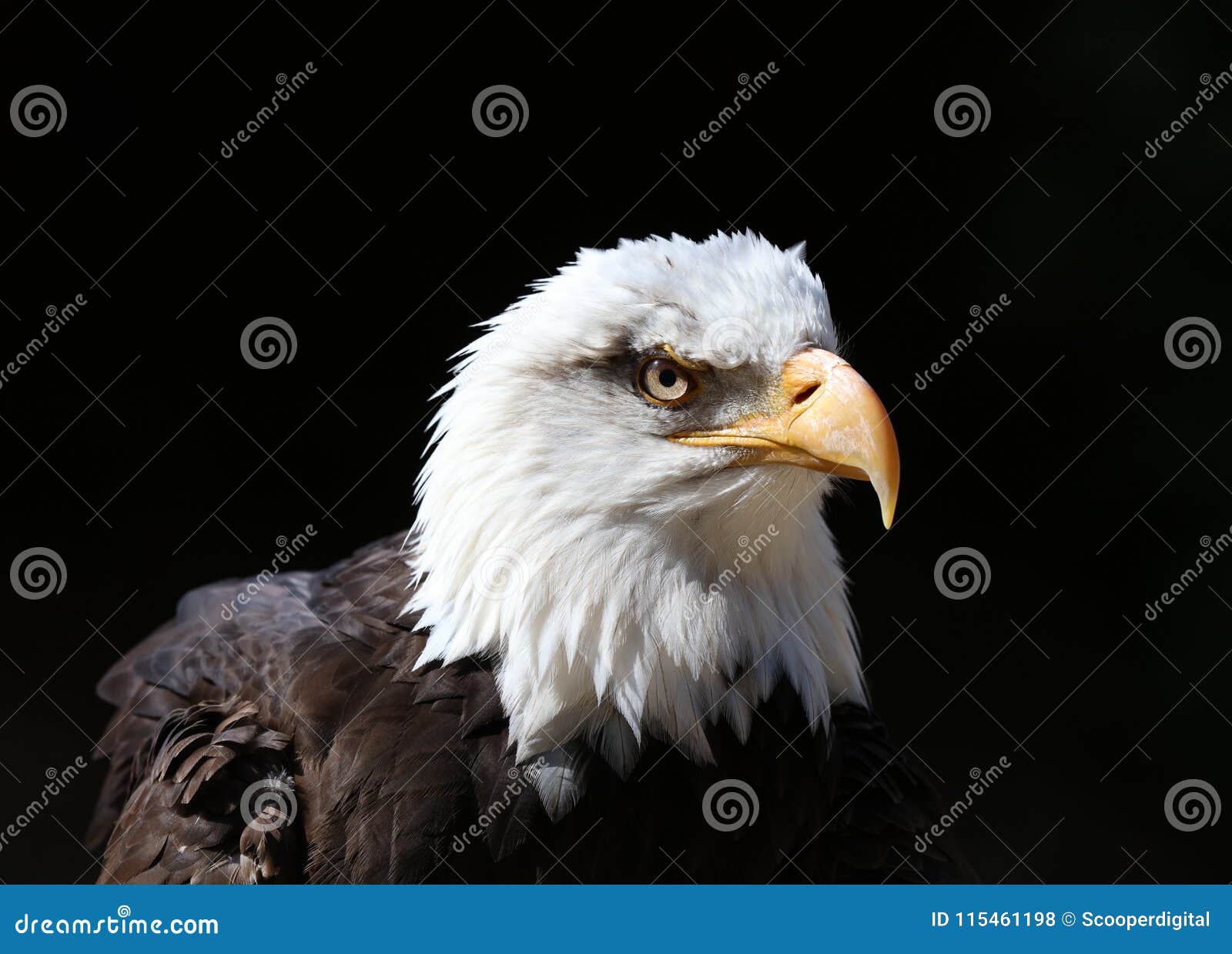 Portrait of an Angry Looking Bald Eagle Stock Photo - Image of dark ...
