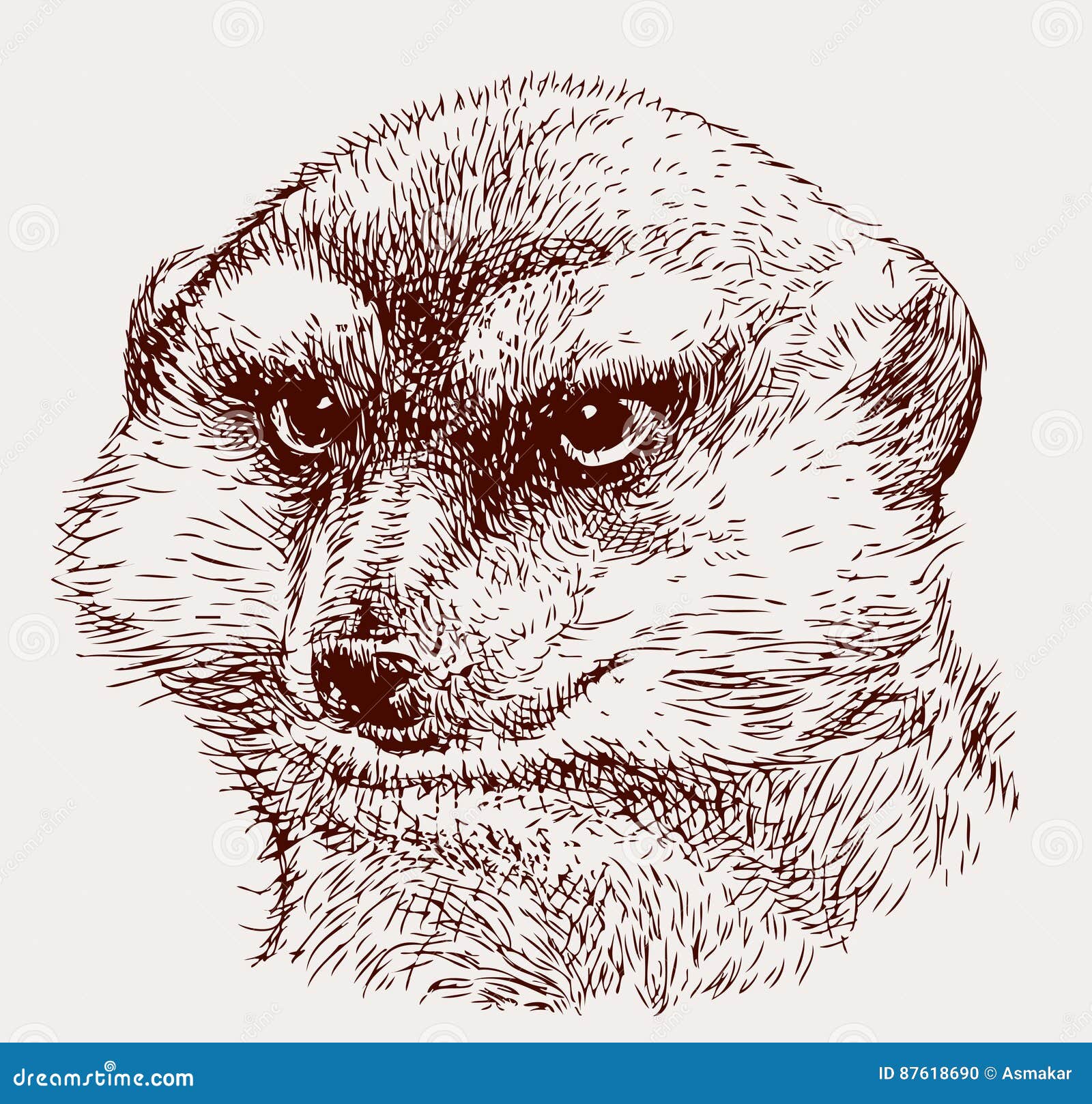 Portrait of an Angry Mongoose Stock Vector - Illustration of nose ...