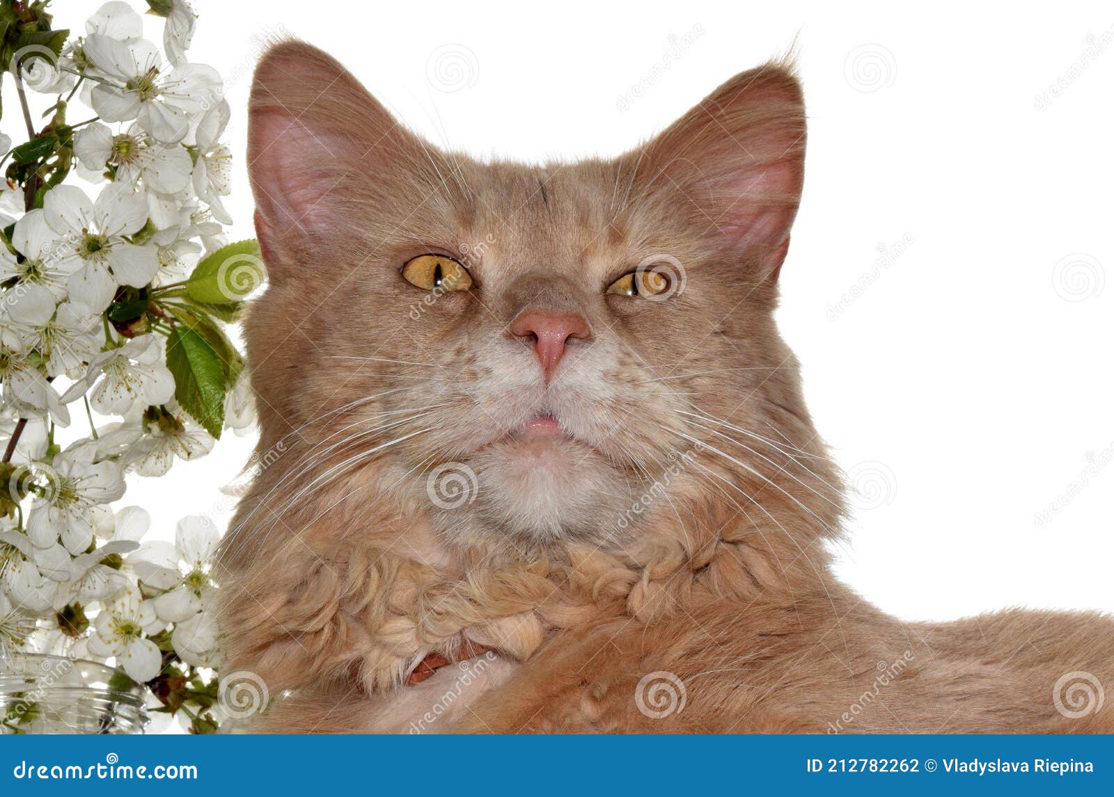 Portrait of Angry Red Cat. Fluffy Ginger Cat. Light Brown Cat Stock ...