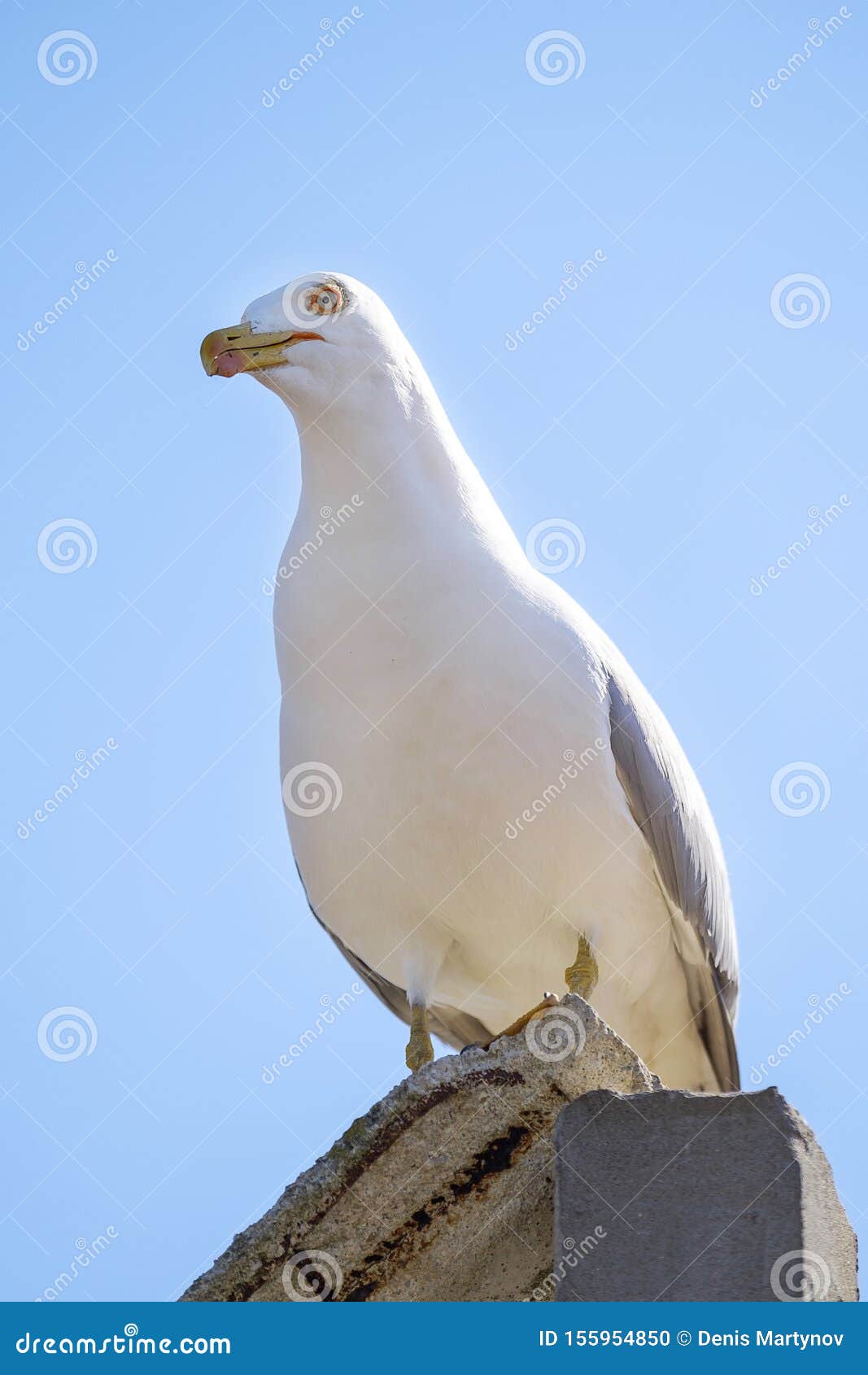Portrait of Angry Seagull 1 Stock Photo - Image of flight, feathers ...