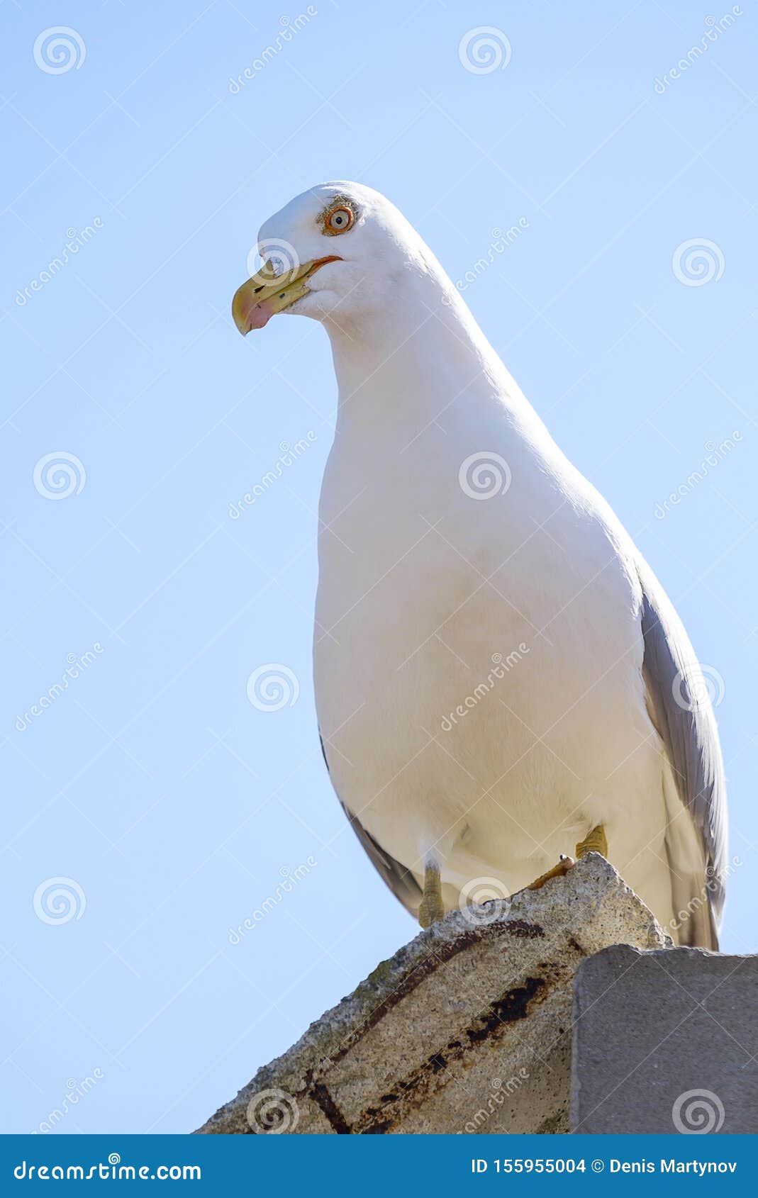 Portrait of Angry Seagull 5 Stock Photo - Image of mother, landmark ...