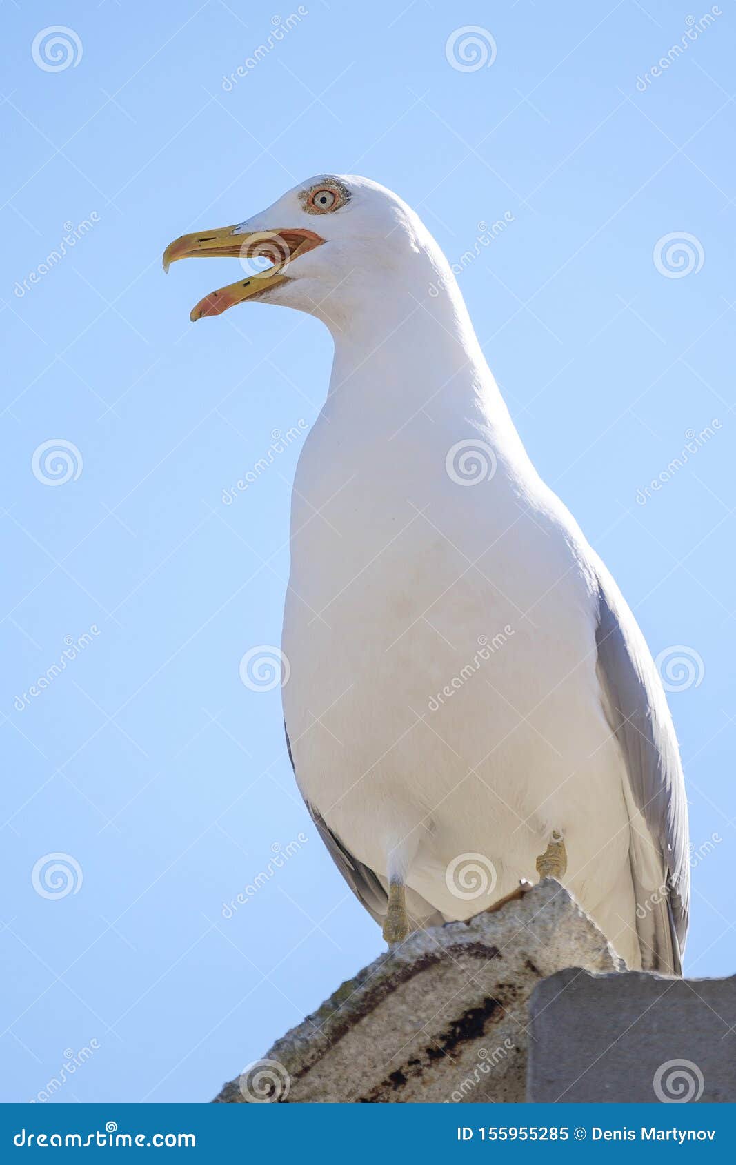 Portrait of Angry Seagull 2 Stock Image - Image of angry, landmark ...