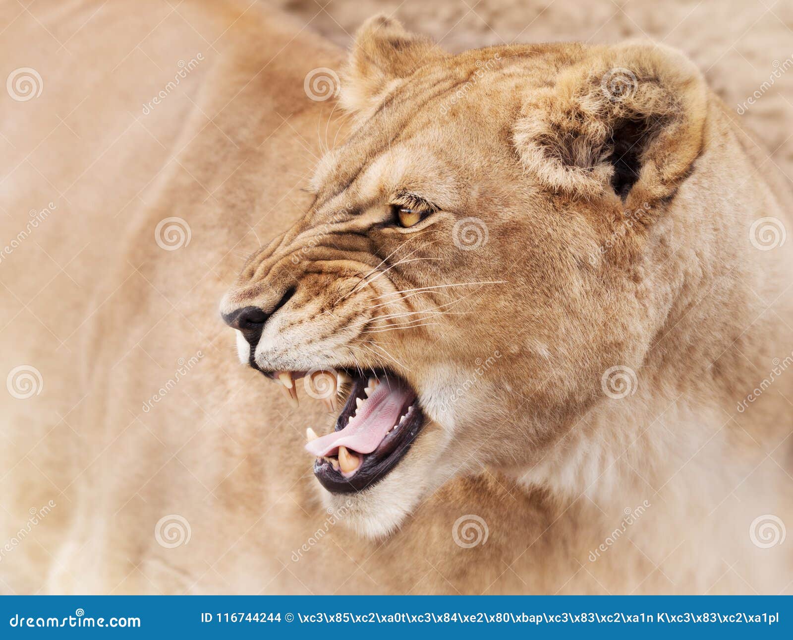 Furious lioness stock photo. Image of fierce, intense - 116744244