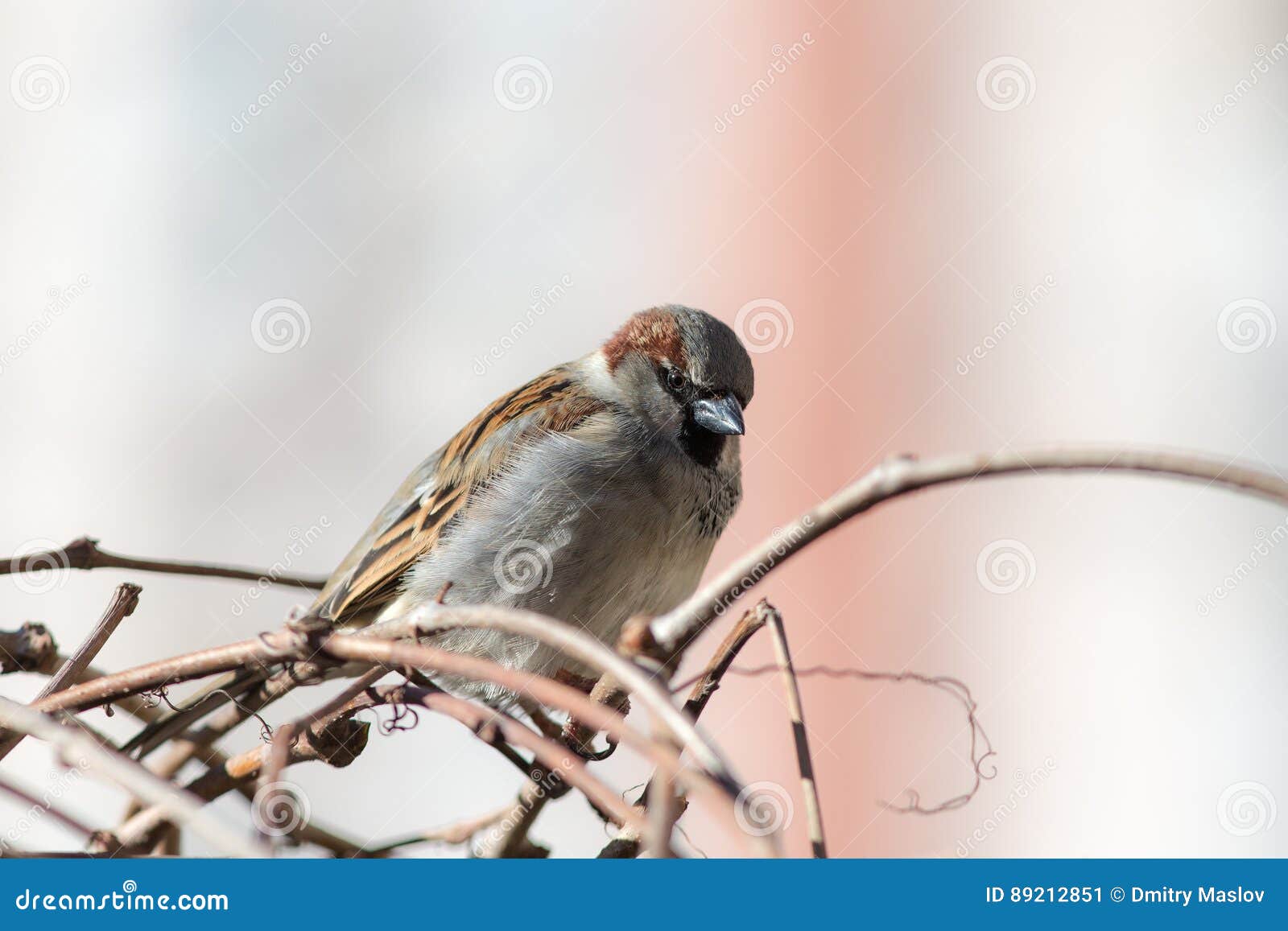 Portrait of an Angry Sparrow Stock Image - Image of brown, sparrow ...