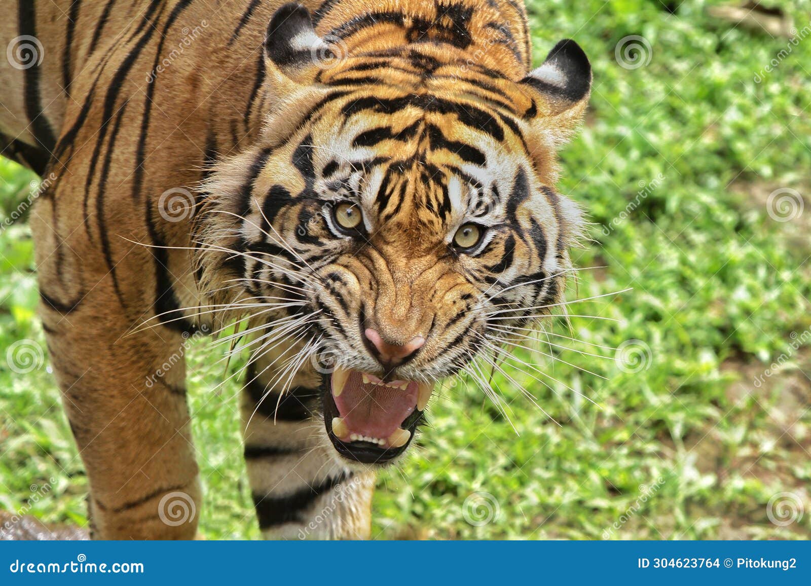 Portrait of an Angry Sumatran Tiger Stock Photo - Image of roar ...