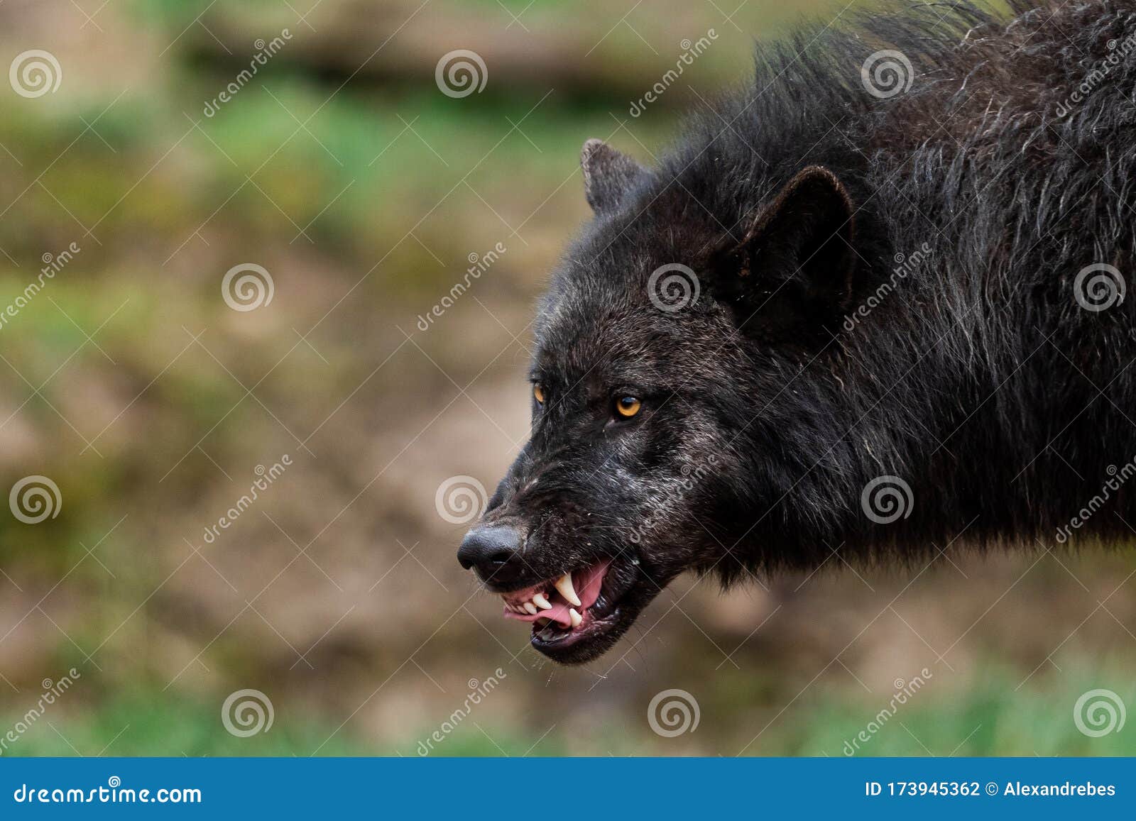 Black Wolf Growling Photography