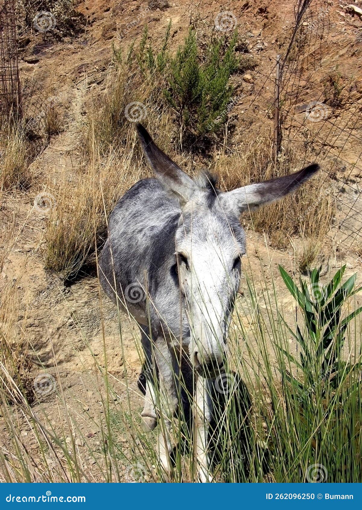 Portrait, Animal Portrait of a Donkey Equus Asinus Asinus Stock Photo ...