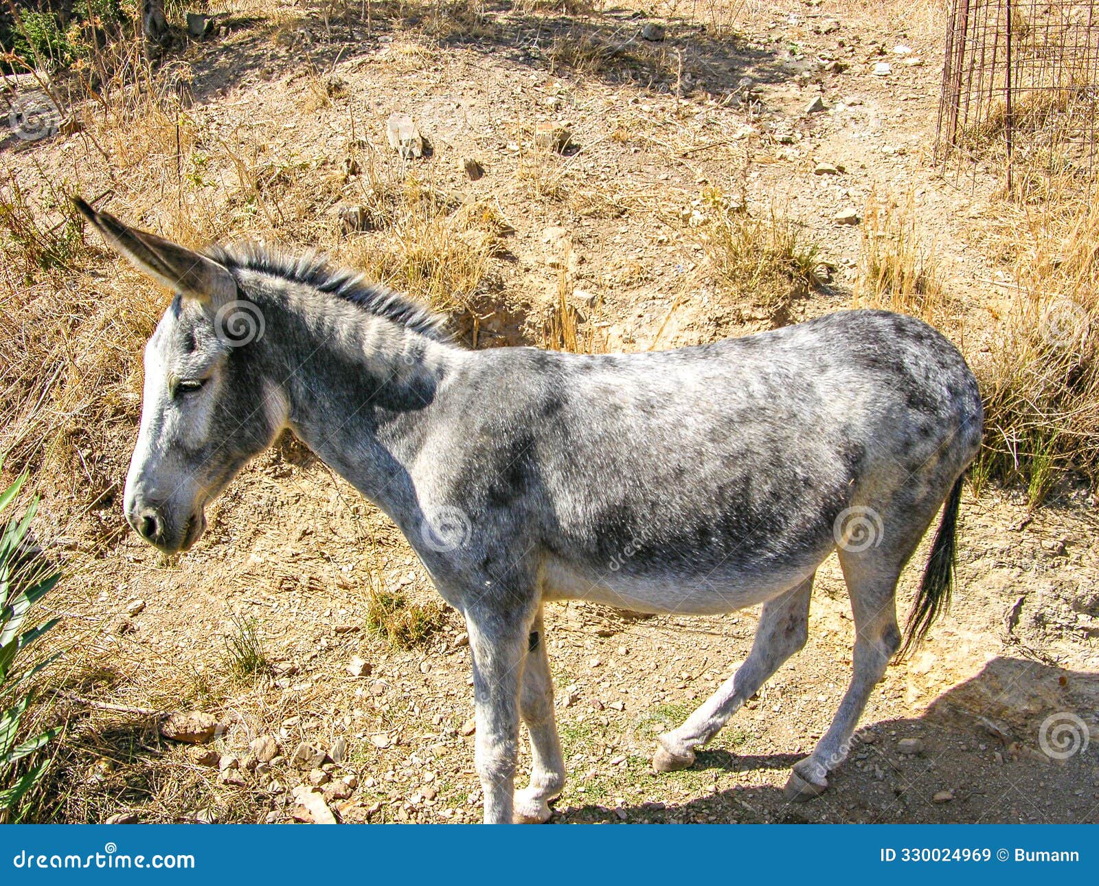 Portrait, Animal Portrait of a Donkey (Equus Asinus Asinus Stock Image ...