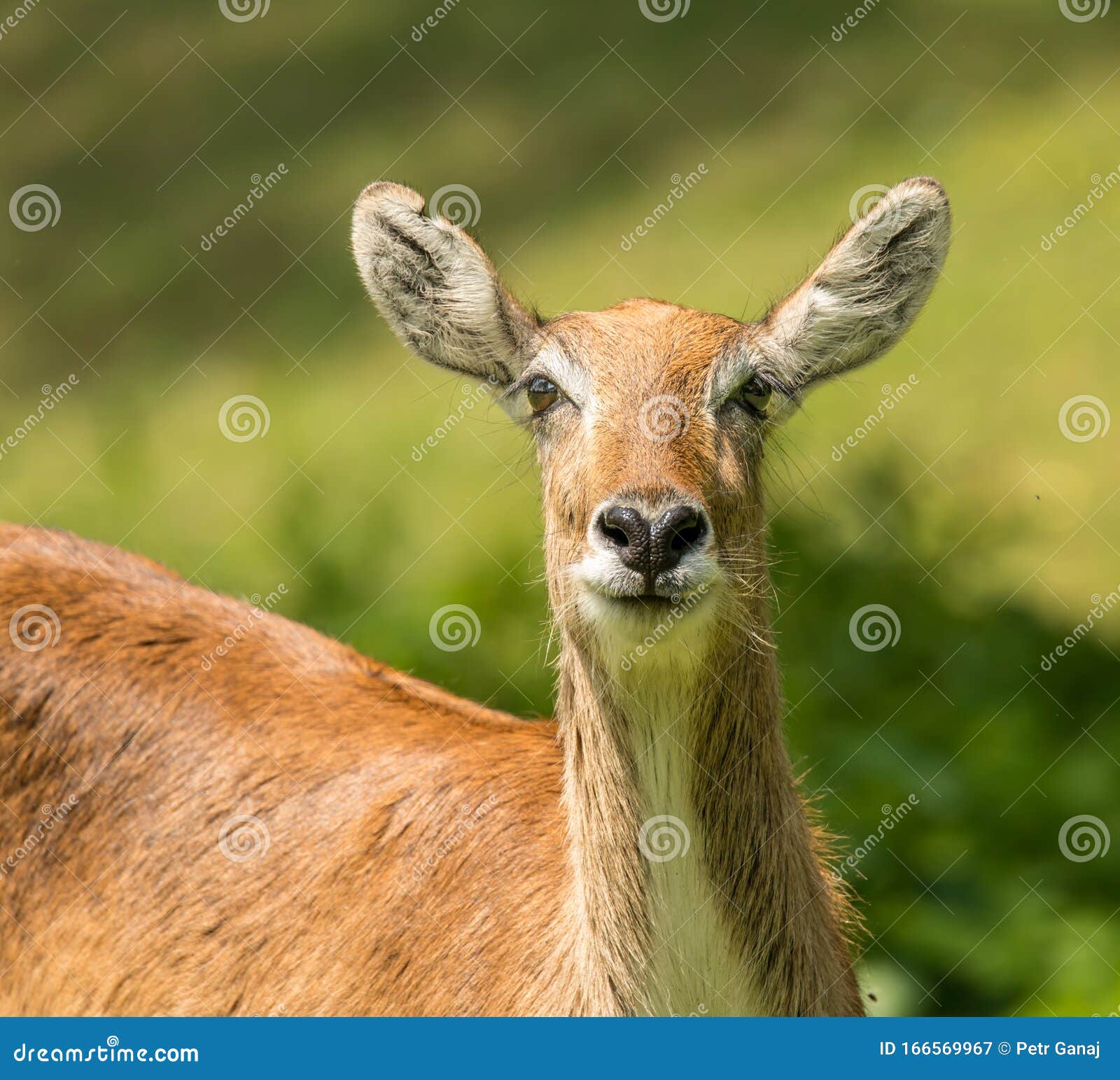 Portrait of Antelope Looking at You Stock Image - Image of portrait ...