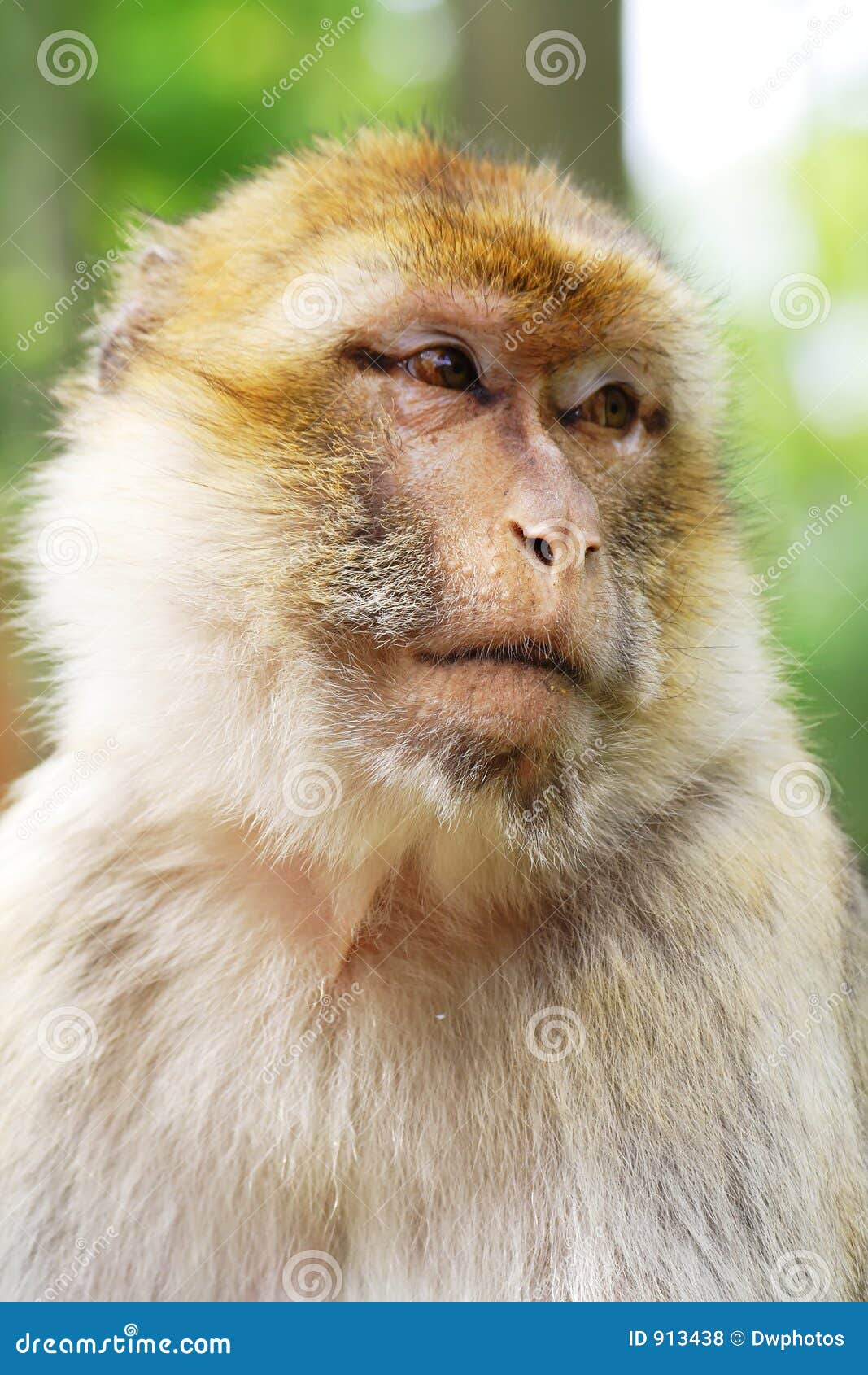 Portrait of an ape/monkey stock photo. Image of face, sylvanus - 913438