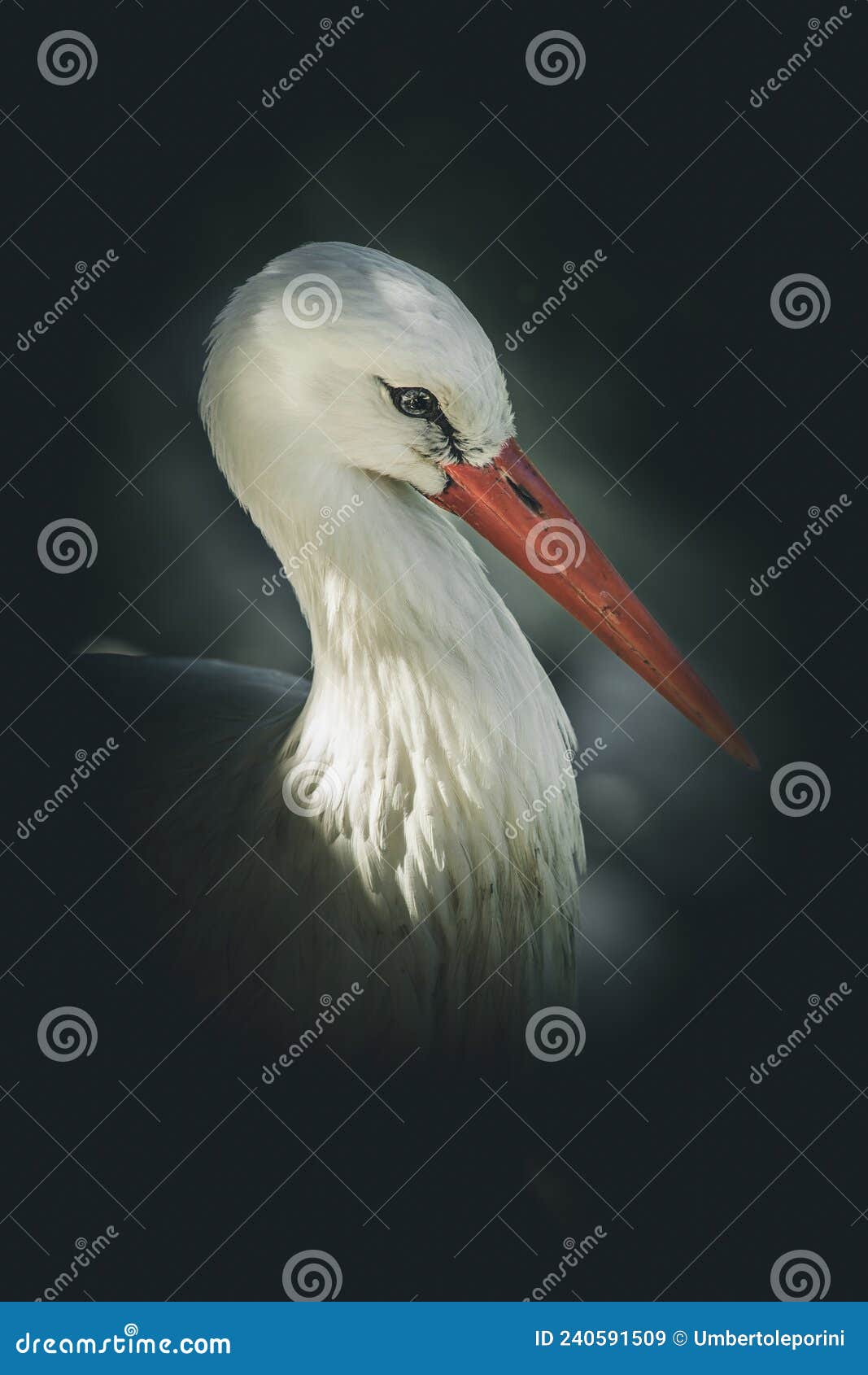 Portrait of Aquatic Bird on Tree Dark and Dramatic Style Image Stock ...