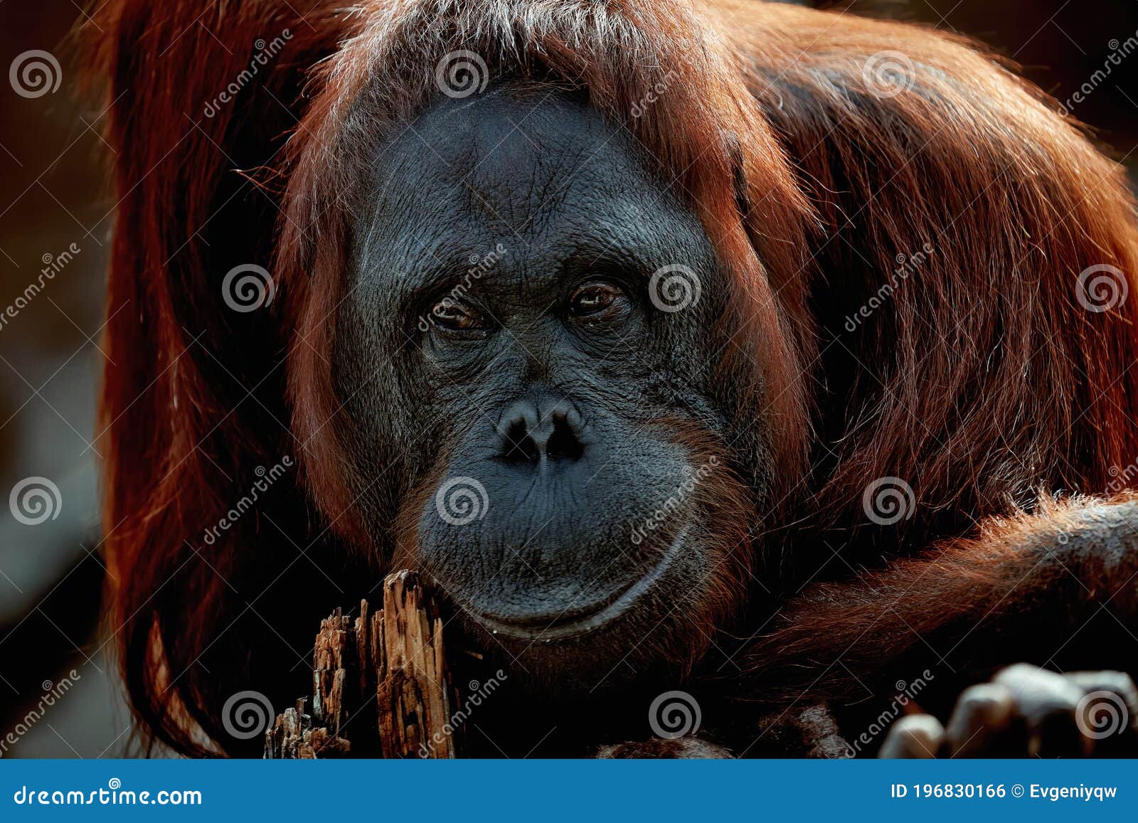 Arangutan Stock Photos - Free & Royalty-Free Stock Photos from Dreamstime