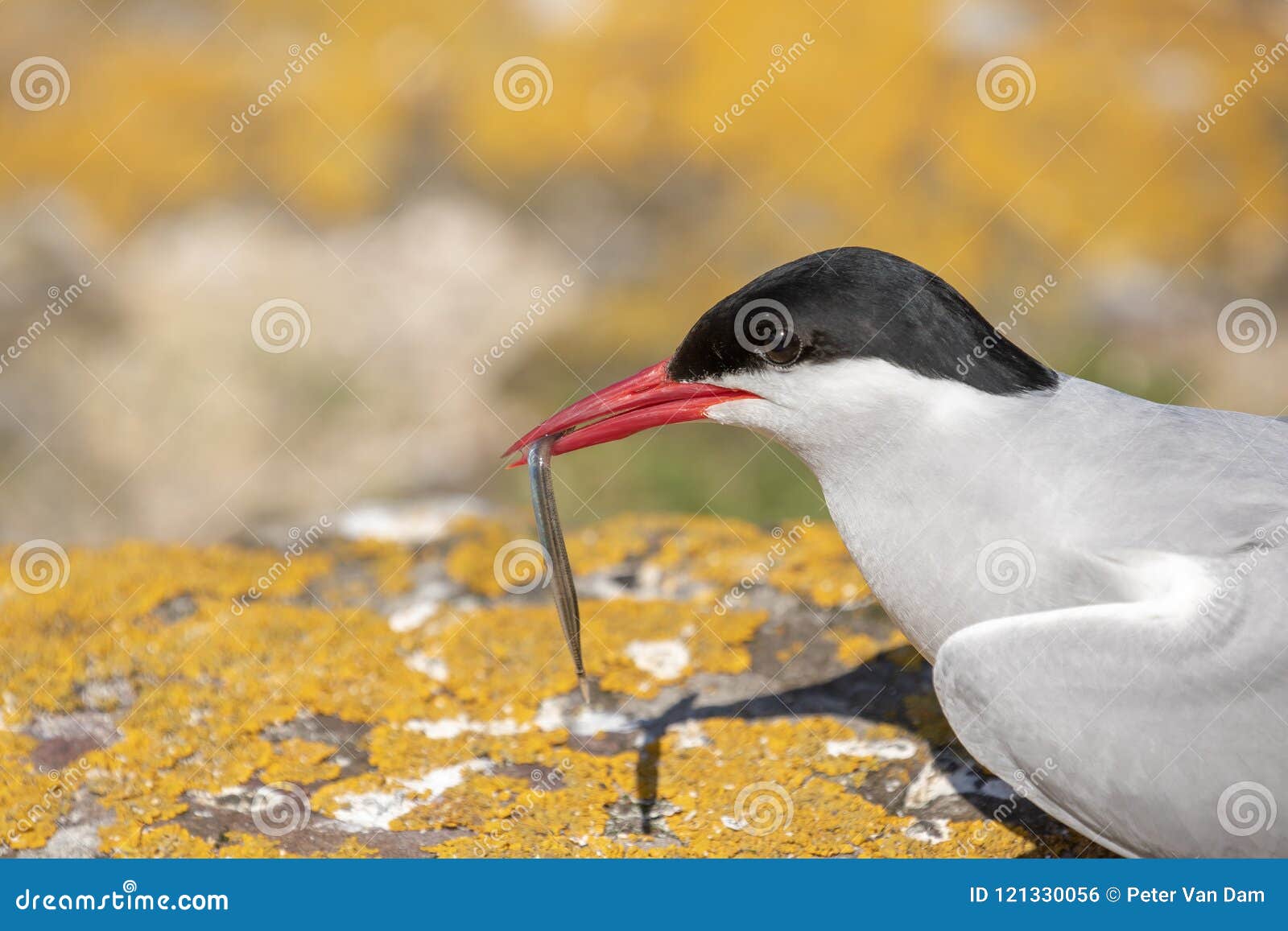 Arctic Tern with a Sand Eel Stock Photo - Image of tern, beak: 121330056