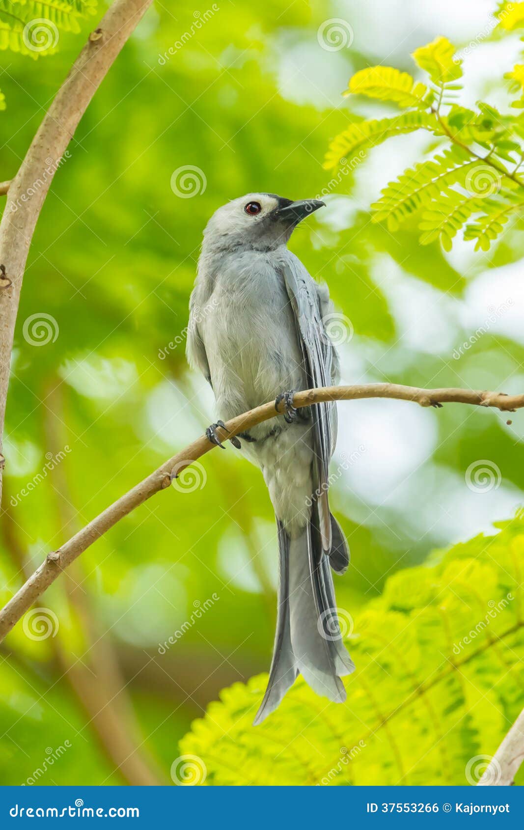 The Portrait of Ashy Drongo Stock Photo - Image of monsoon, avian: 37553266