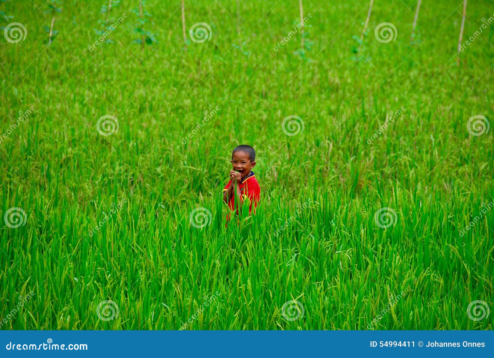 Asian Child Labor Tend Cow, Vietnam Rice Plantation Editorial Image ...