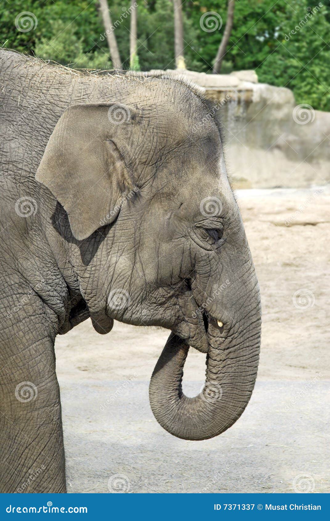 Portrait Asian Elephant stock image. Image of green, mouth - 7371337