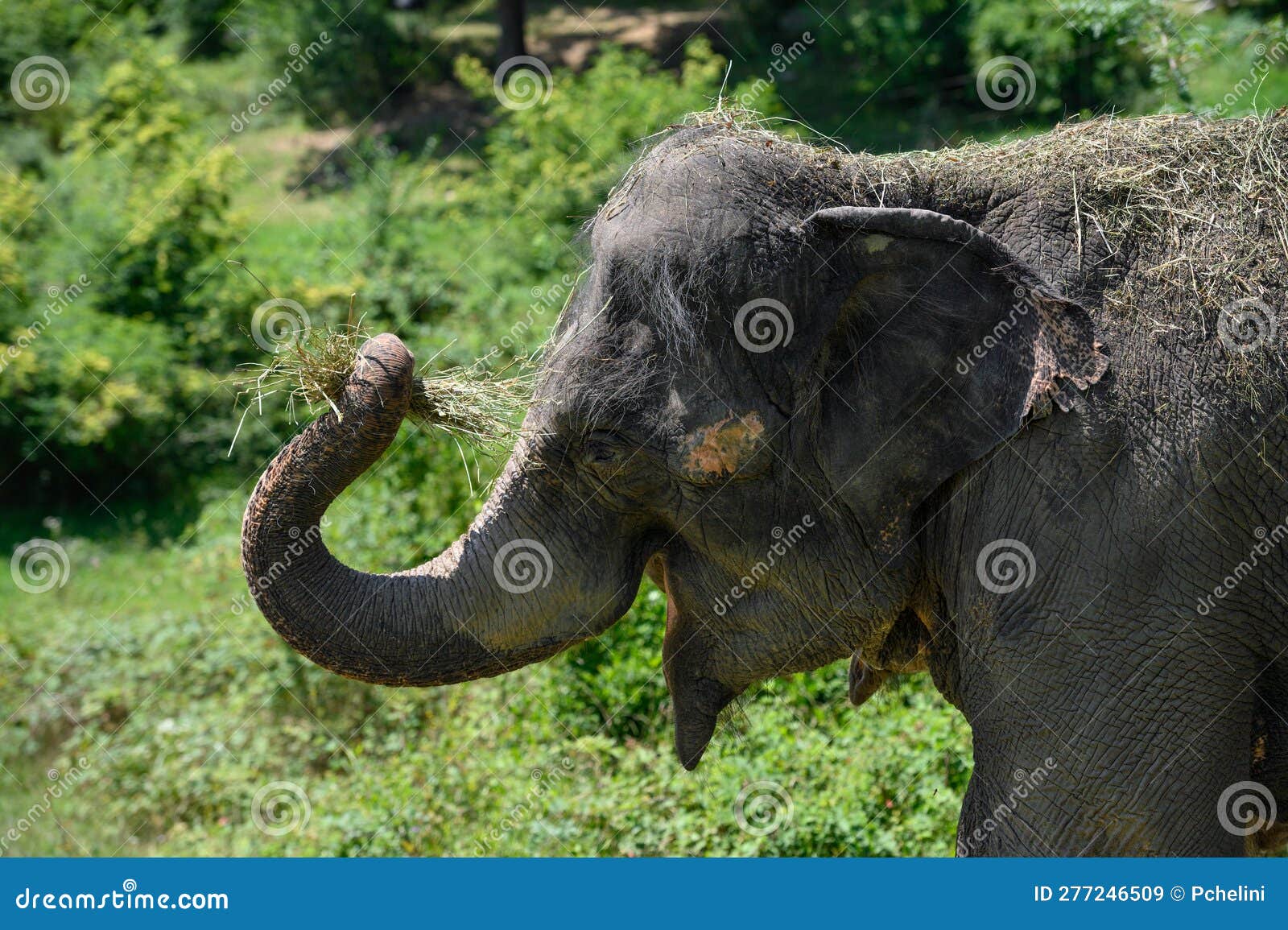 Portrait of an Asian Elephant in Profile Holding a Bundle of Straw in ...