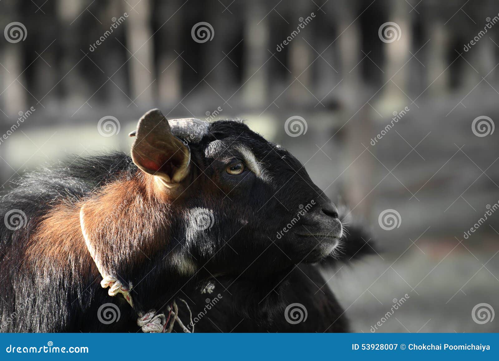 Portrait of Asian Goat. stock image. Image of outdoors - 53928007