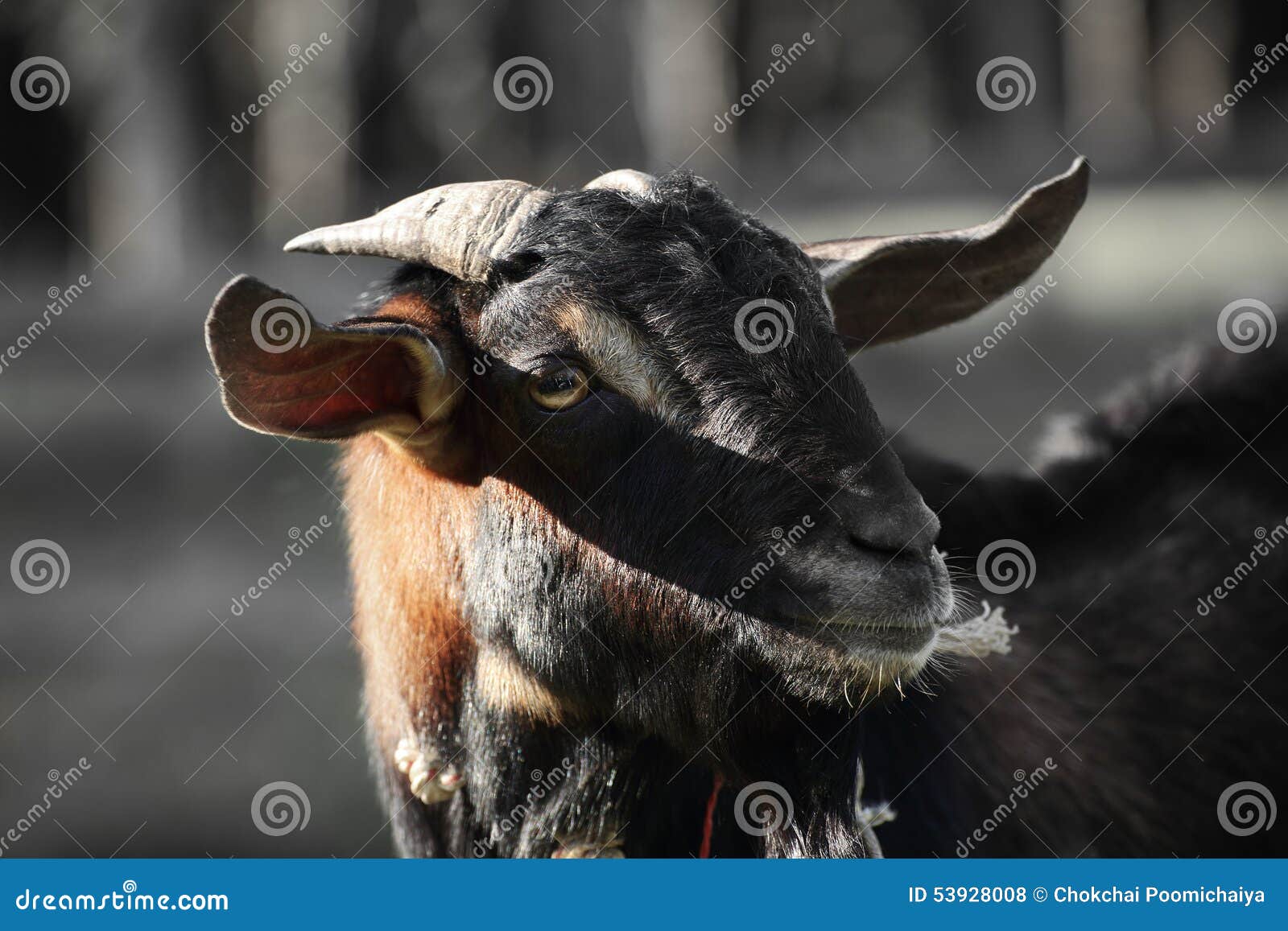 Portrait of Asian Goat. stock photo. Image of cute, looking - 53928008