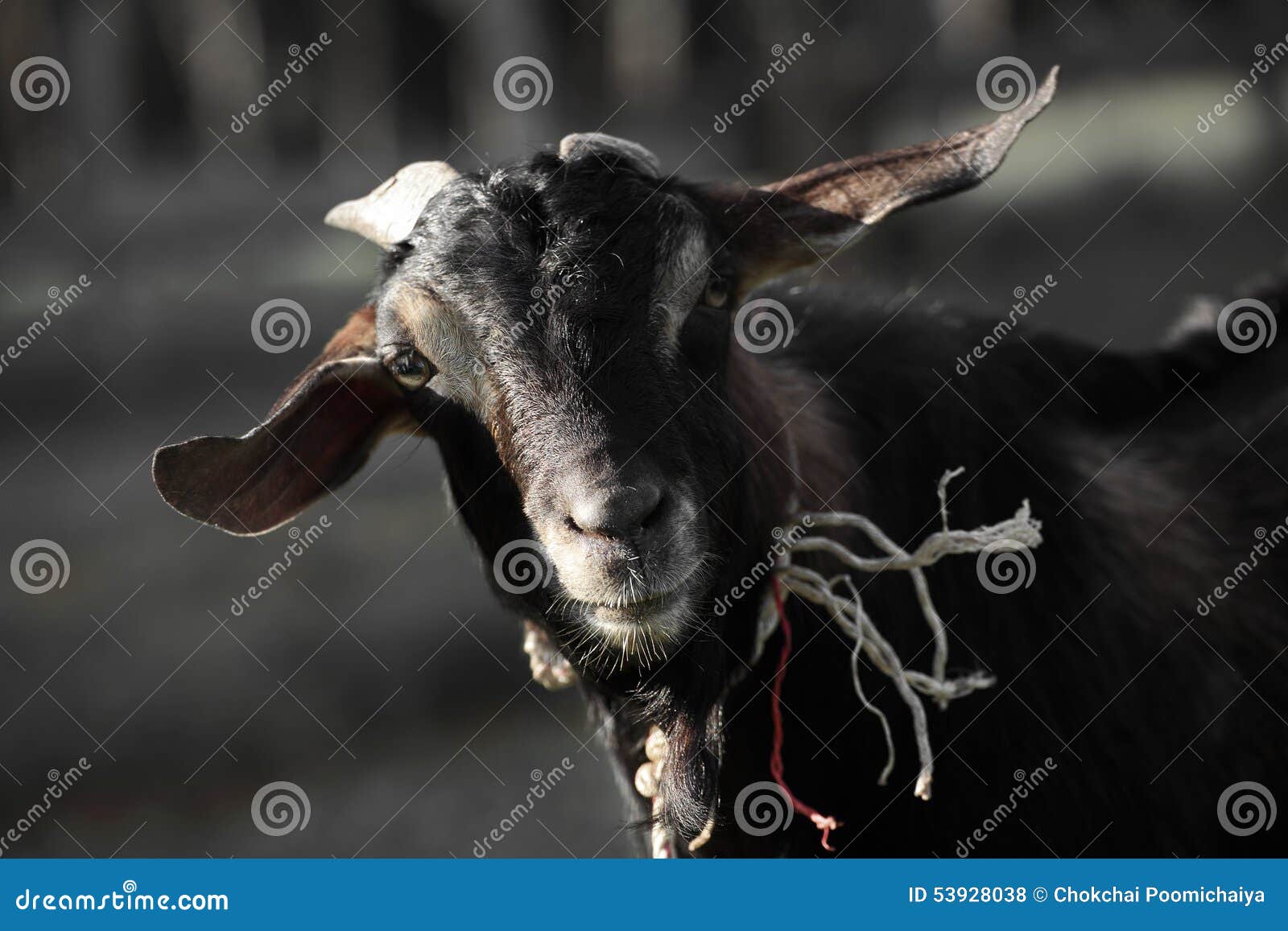 Portrait of Asian Goat. stock photo. Image of farming - 53928038