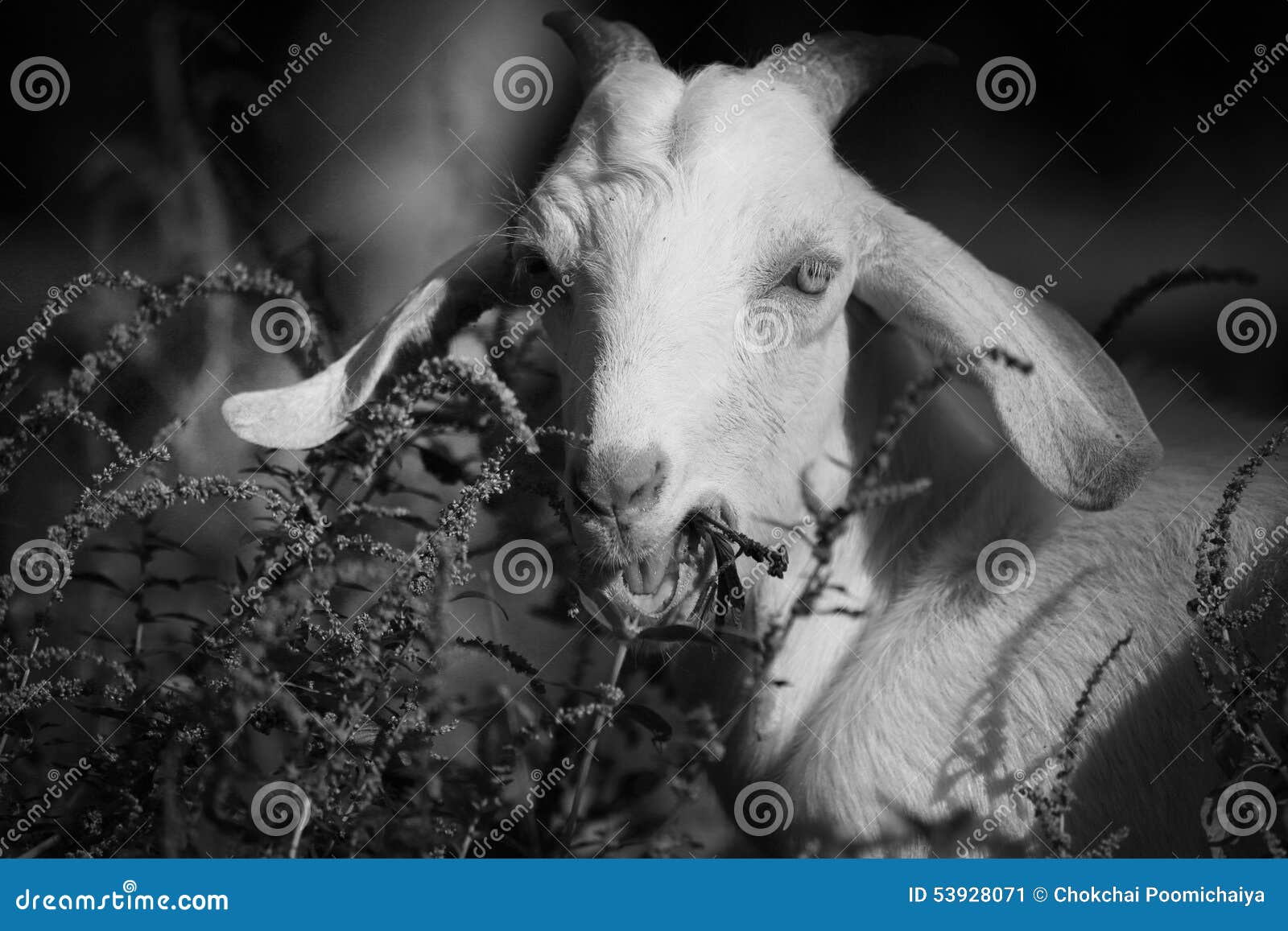 Portrait of Asian Goat. stock image. Image of lifestyle - 53928071