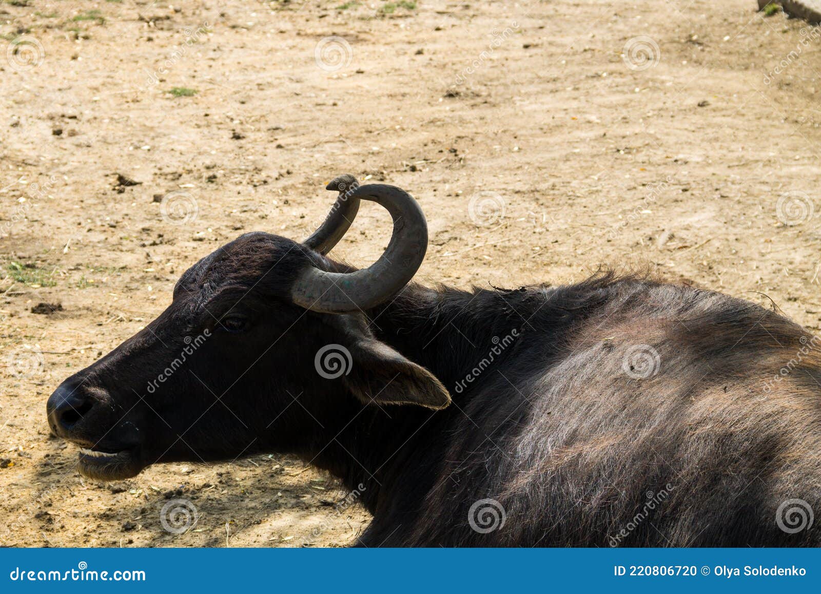 Portrait of Asiatic Water Buffalo Stock Photo - Image of bubalis, bull ...