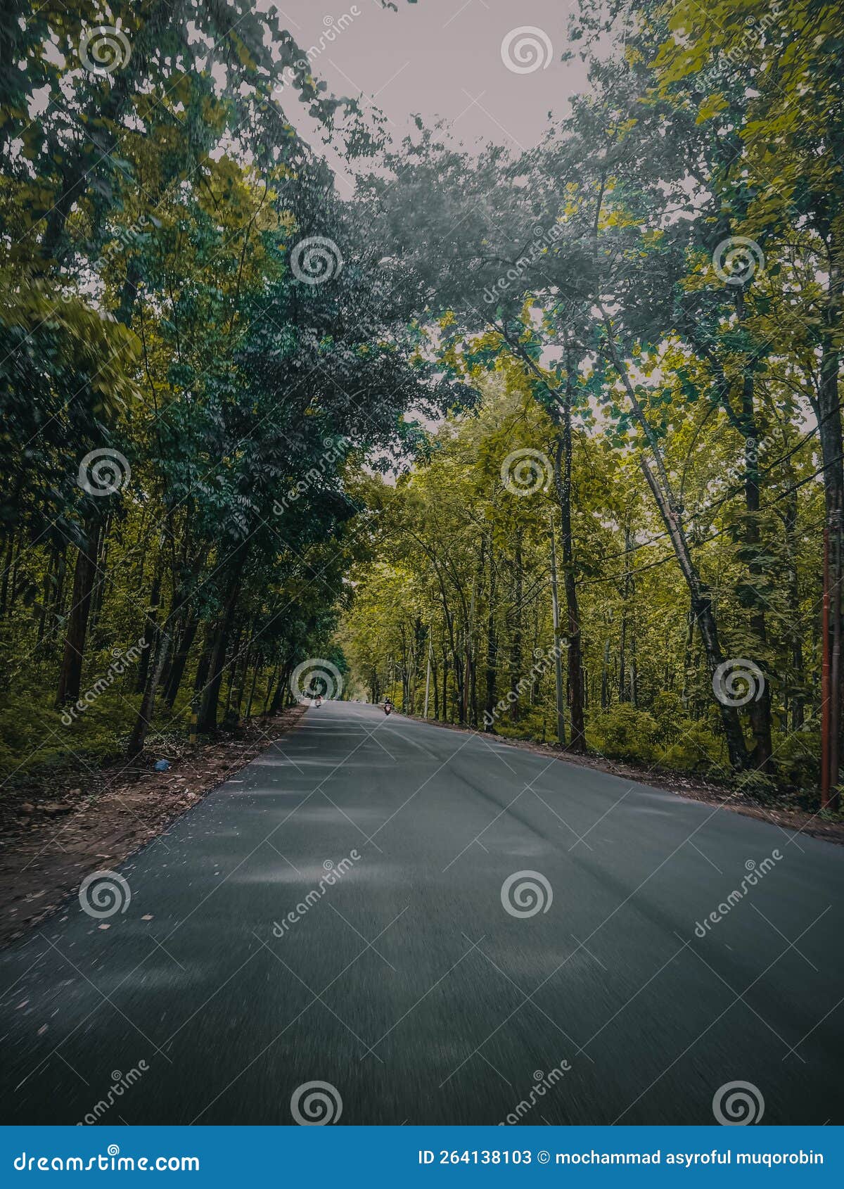 Portrait of an Asphalt Road Surrounded by Shady Trees Stock Image ...
