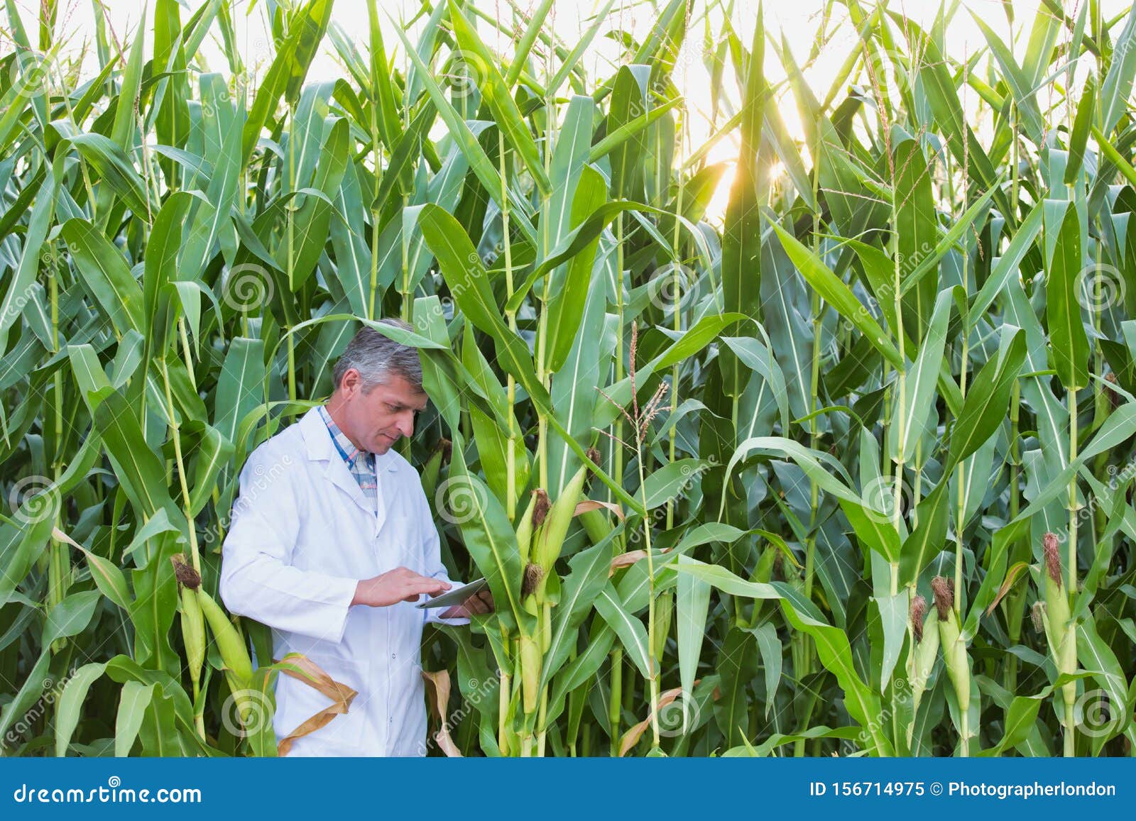 Portrait of Attractive Crop Scientist Wearing Lab Coat while Using ... Portrait of Attractive Crop Scientist Wearing Lab Coat while Using ...