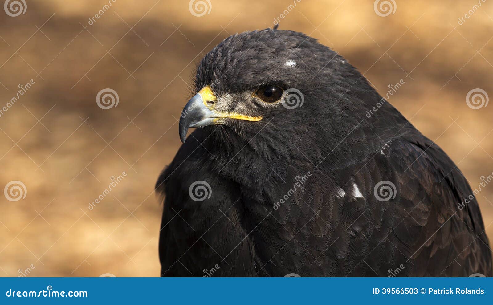 Augur Buzzard African Bird Of Prey In Black White At Ngorongoro Crater ...