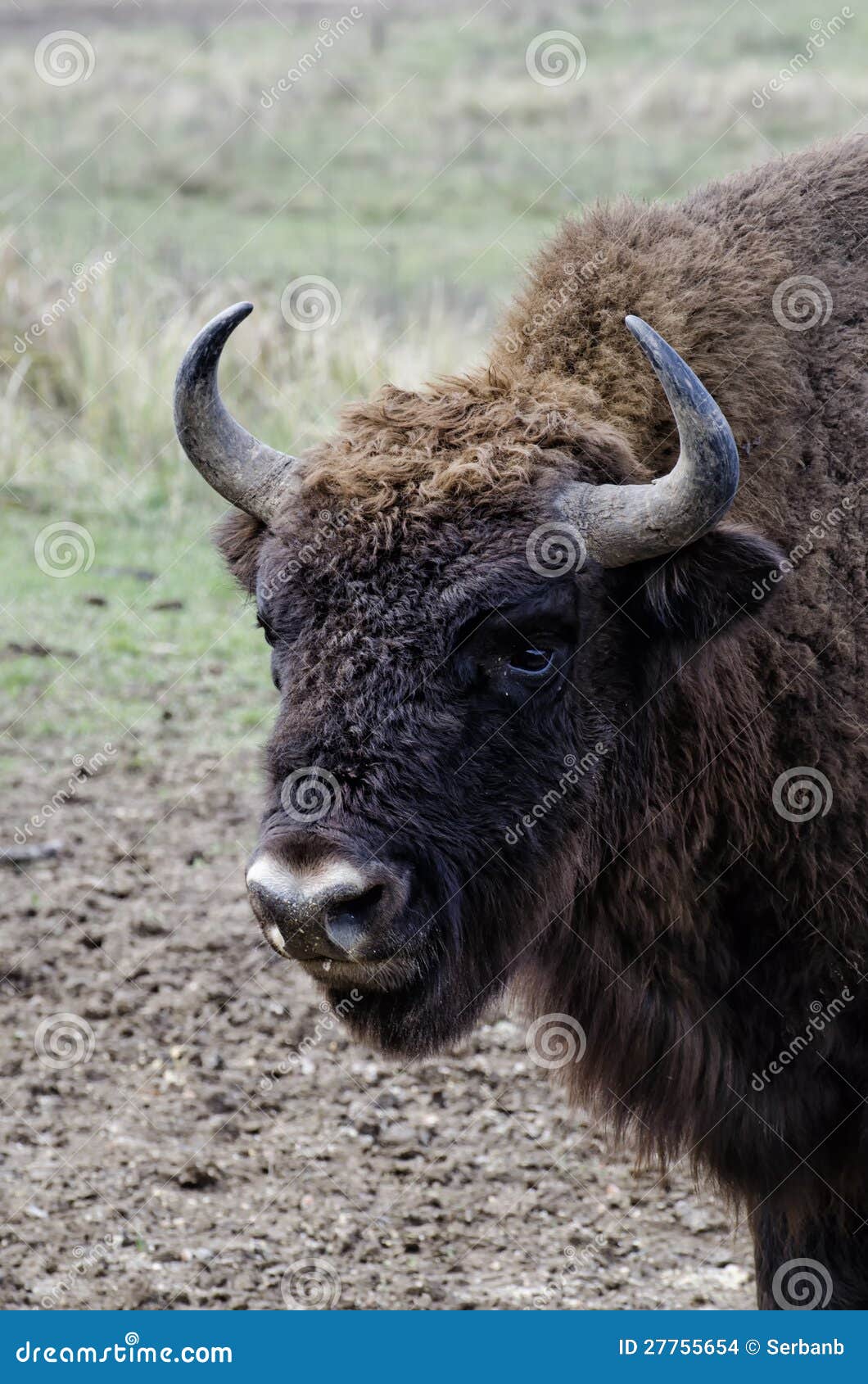 Portrait of an Aurochs Bull Stock Photo - Image of hirsute, bison: 27755654
