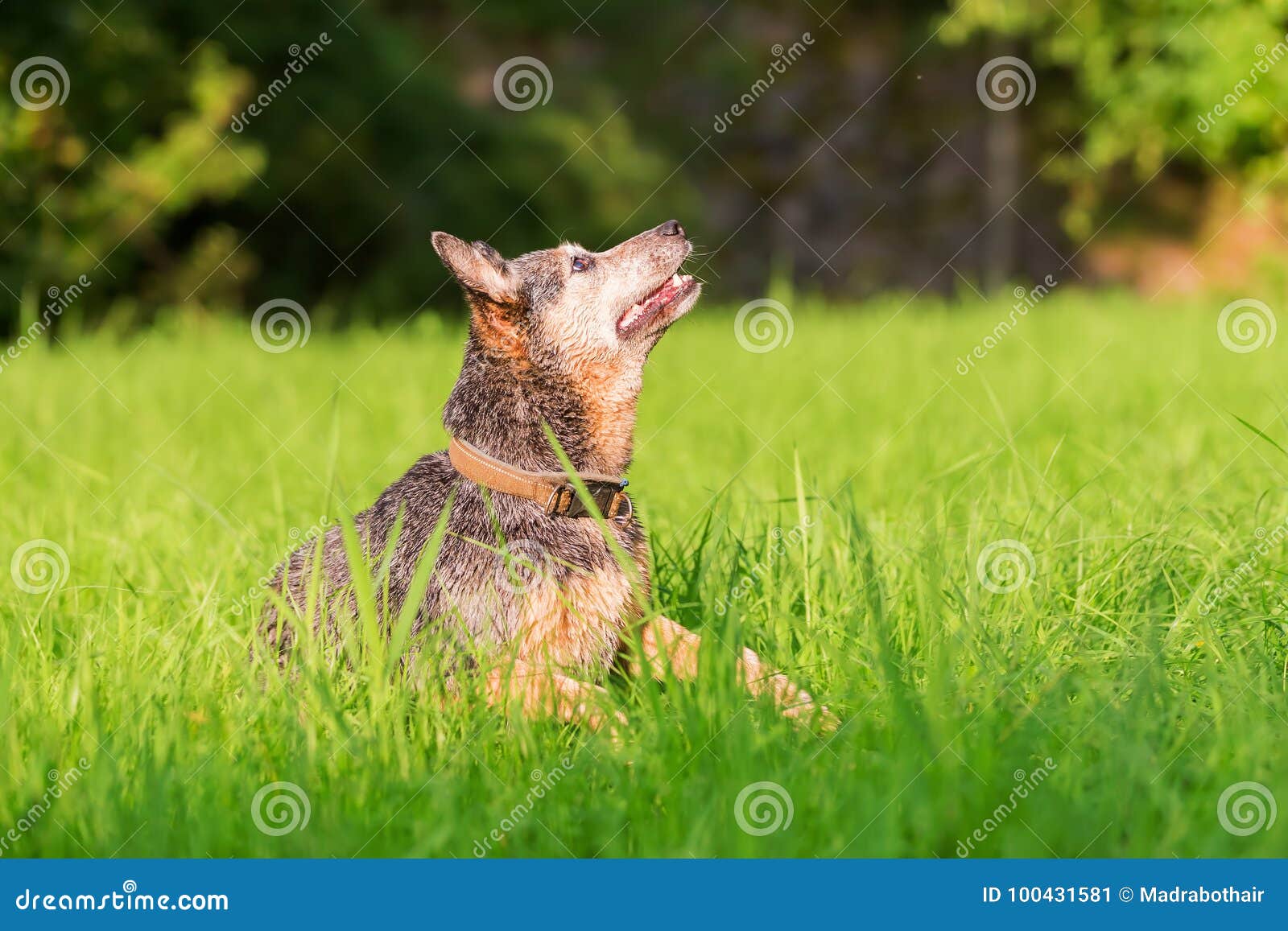 Portrait of an Australian Cattledog that Looks Up Stock Image - Image ... Portrait of an Australian Cattledog that Looks Up Stock Image - Image ...