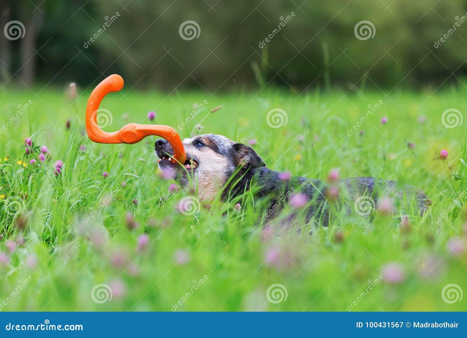 Portrait of an Australian Cattledog with a Toy Stock Image - Image of ... Portrait of an Australian Cattledog with a Toy Stock Image - Image of ...