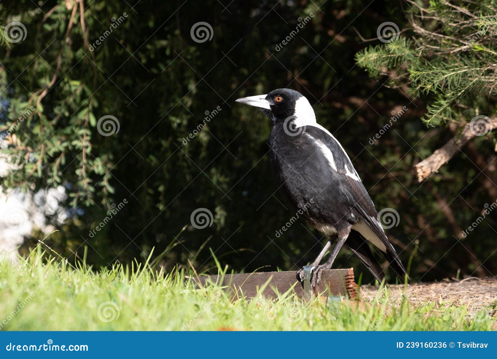 Portrait of Australian Magpie on the Ground. Stock Photo - Image of ...