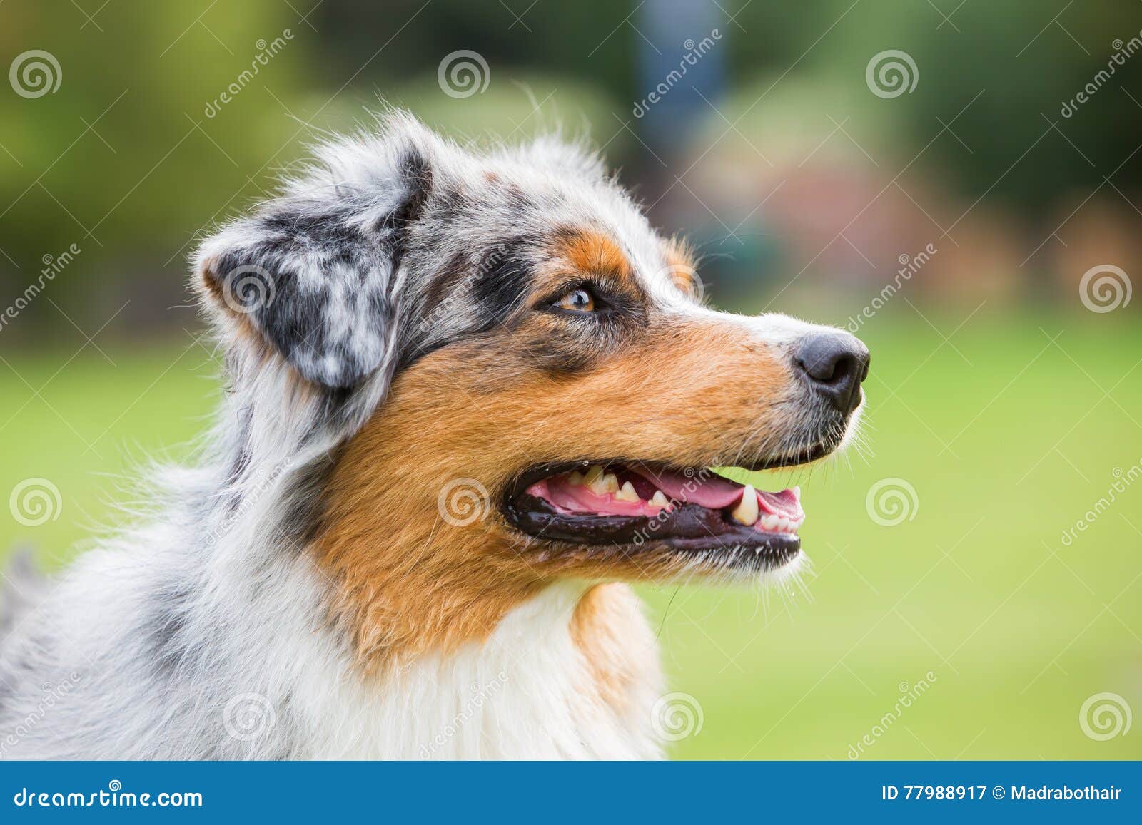 Portrait of an Australian Shepherd Dog Stock Image - Image of portrait ...