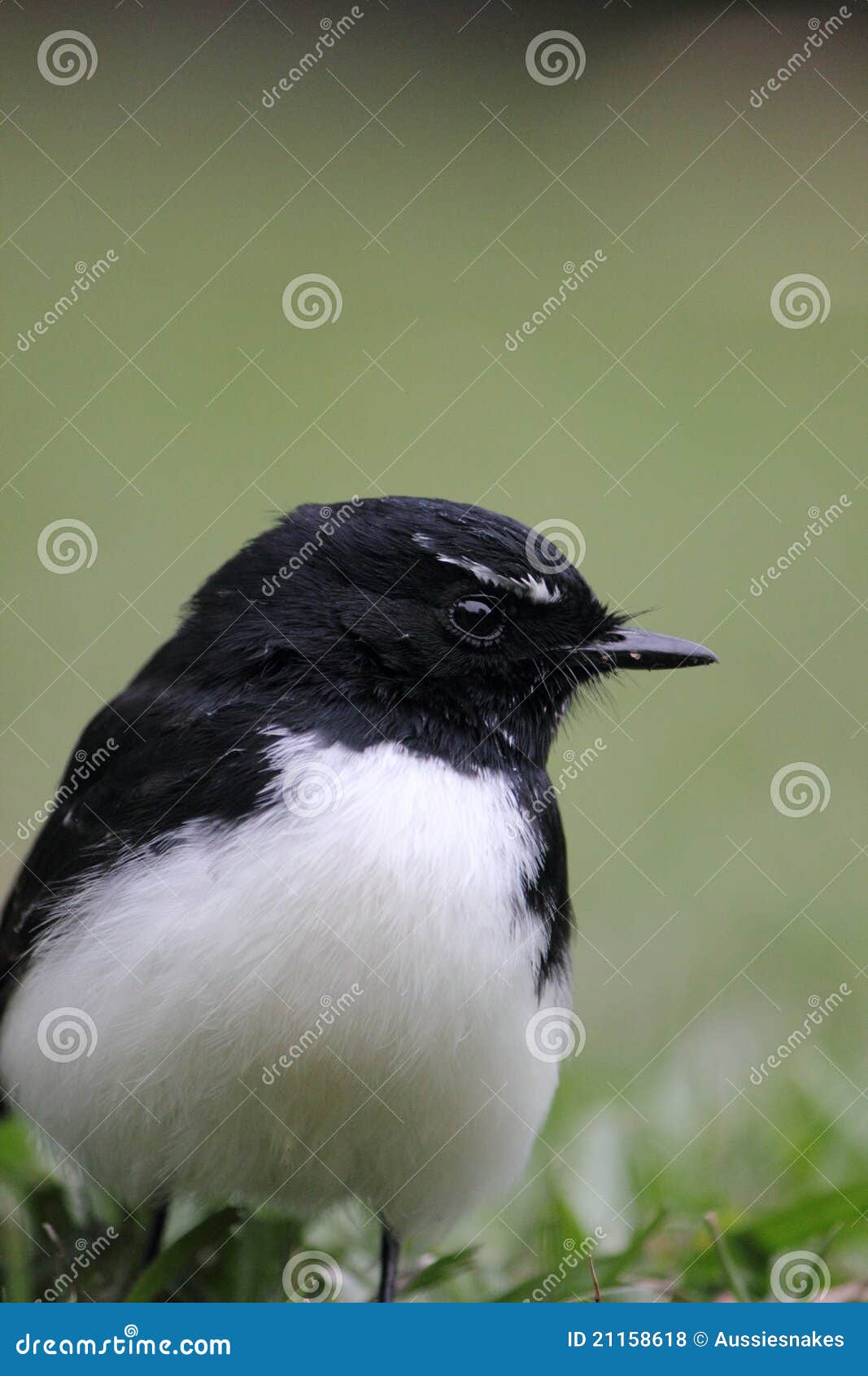 Portrait of an Australian Willy Wagtail Stock Photo - Image of birds ...