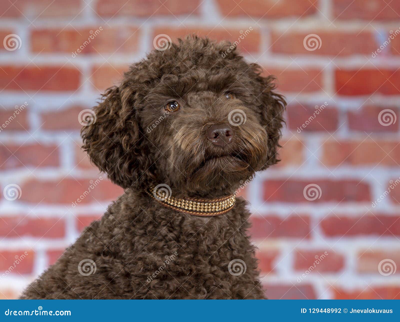 Portrait Australien De Chiot De Labradoodle Photo stock - Image du ...