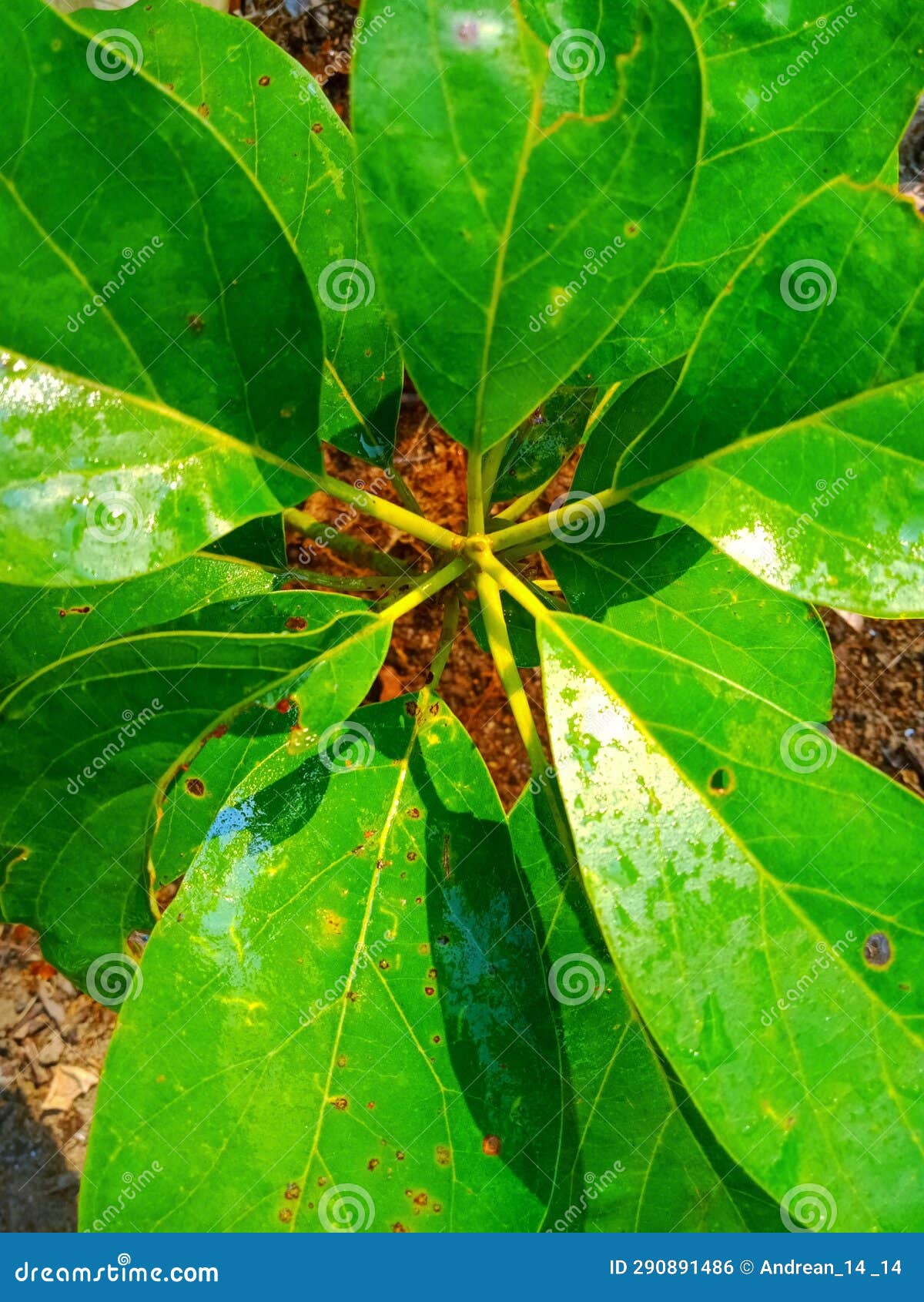 Portrait of an Avocado Tree that Has Very Beautiful Green Leaves Stock ...