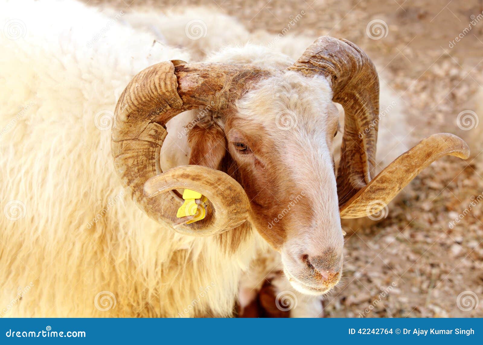 Portrait of a Awassi sheep stock photo. Image of beautiful - 42242764