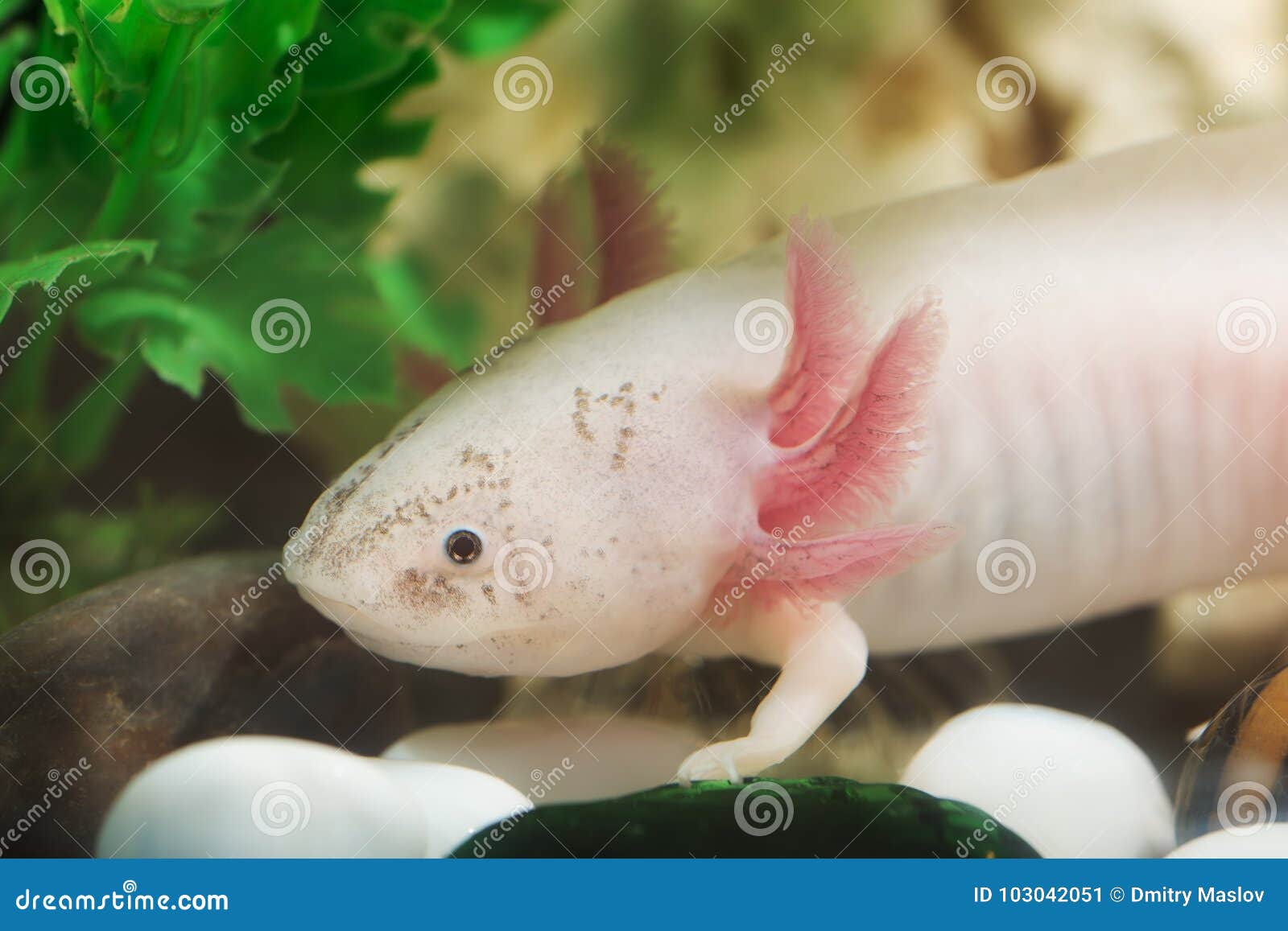 Portrait Of Axolotl Closeup Stock Photography | CartoonDealer.com #79987832
