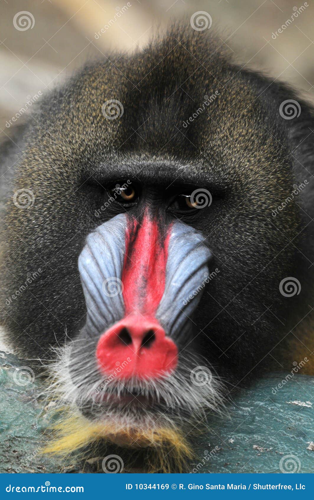 Portrait of Baboon stock image. Image of wild, africa - 10344169