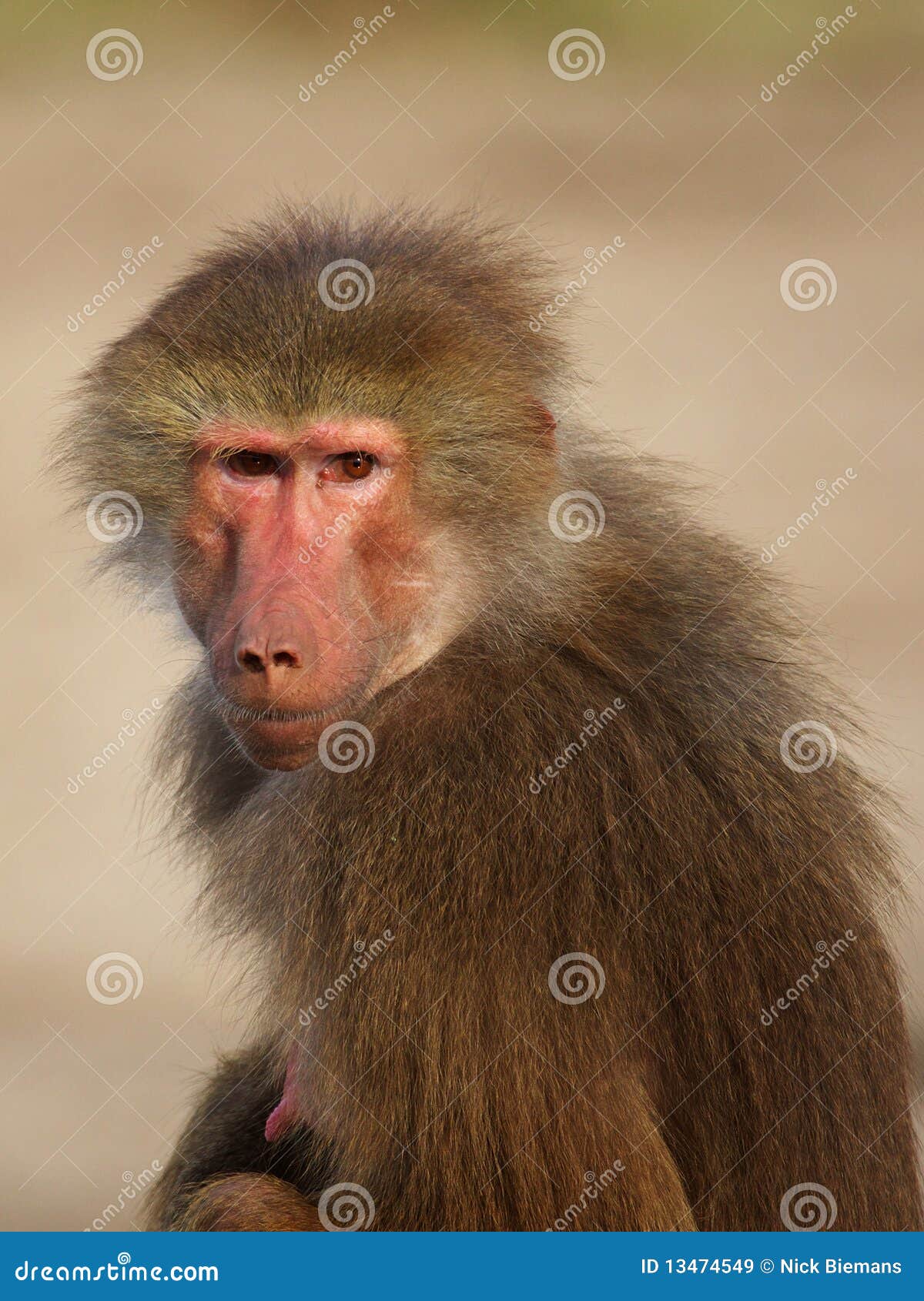 Portrait of a Baboon stock image. Image of mammal, primate - 13474549
